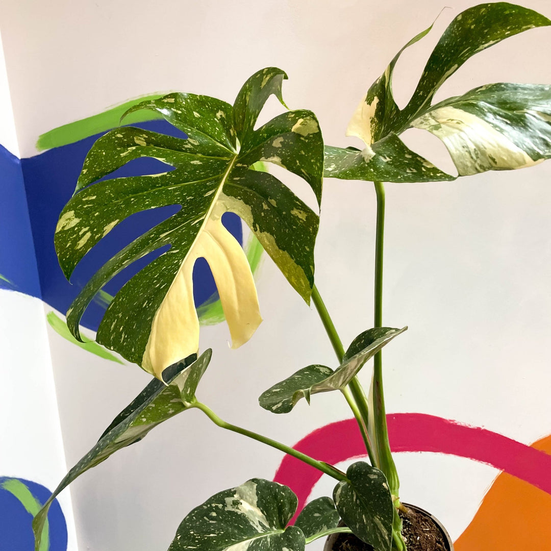 Monstera deliciosa 'Thai Constellation' - British Grown – Sprouts of ...