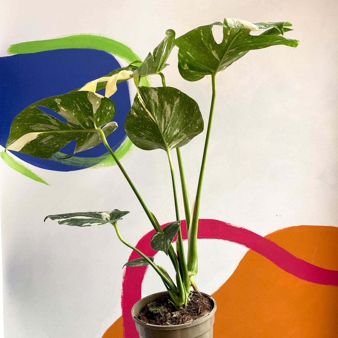 Monstera deliciosa 'Thai Constellation' - British Grown – Sprouts of ...