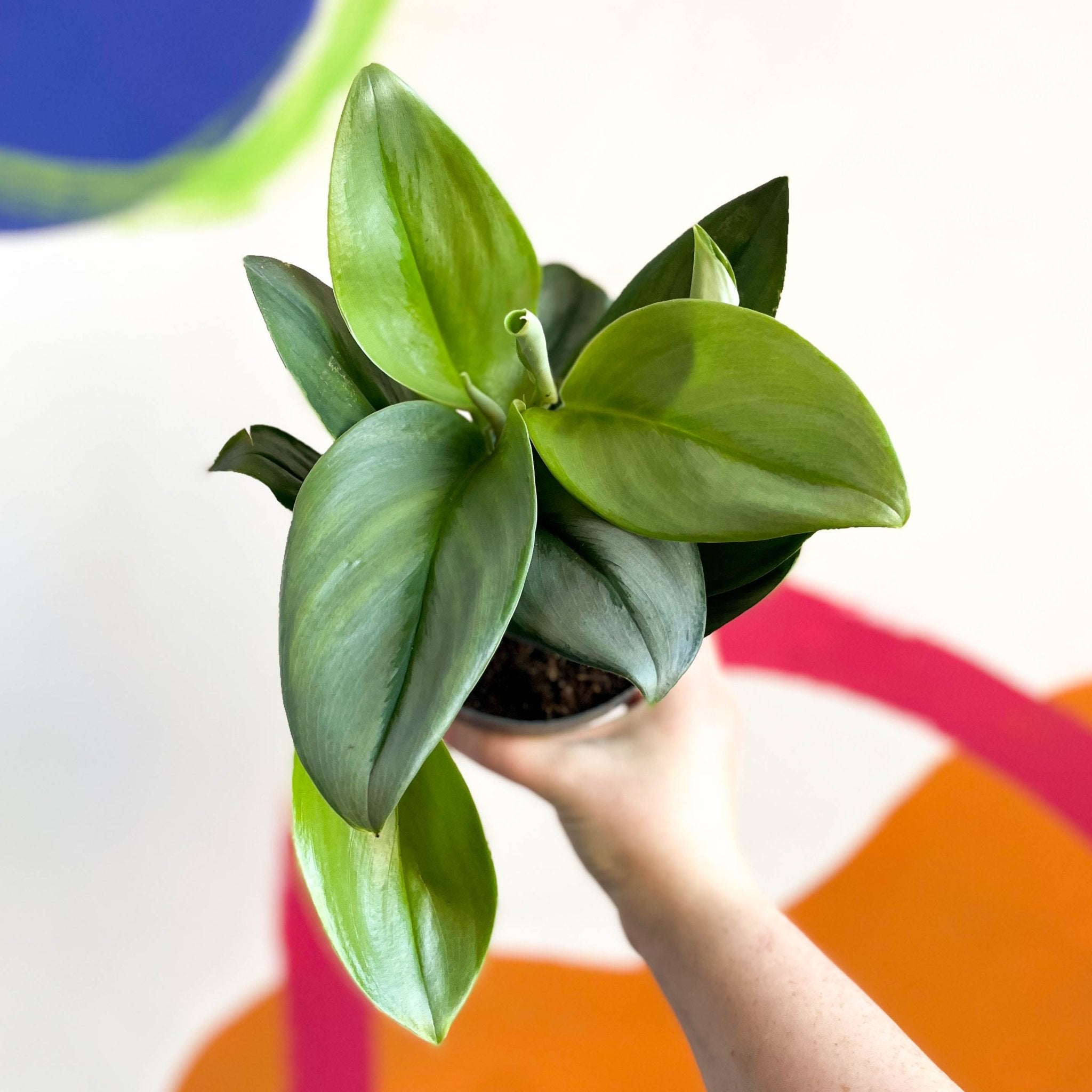 Moonlight Pothos - Scindapsus treubii ‘Moonlight’ – Sprouts of Bristol