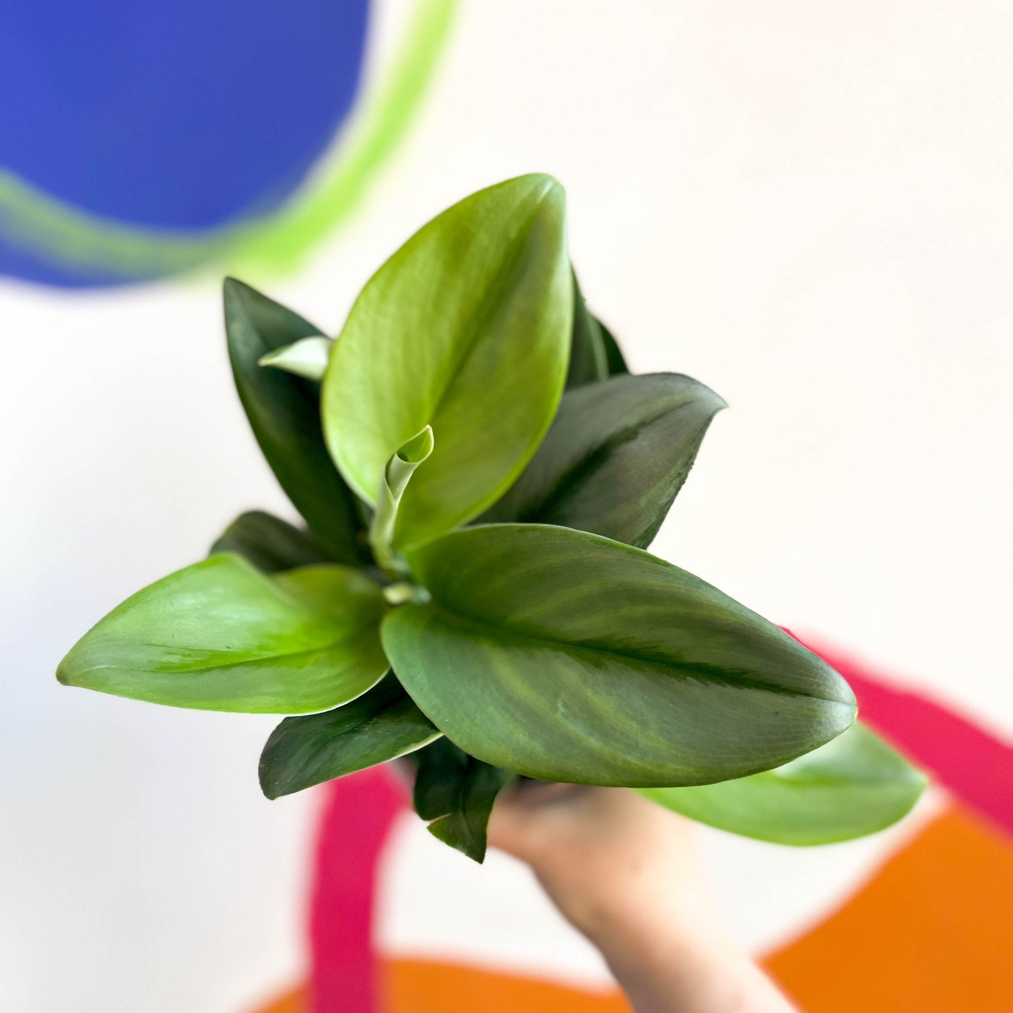 Moonlight Pothos - Scindapsus treubii ‘Moonlight’ – Sprouts of Bristol