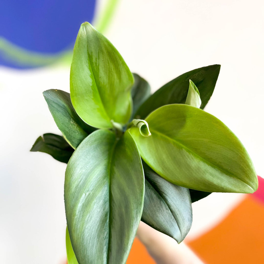 Shade Seeking Plants – Sprouts of Bristol