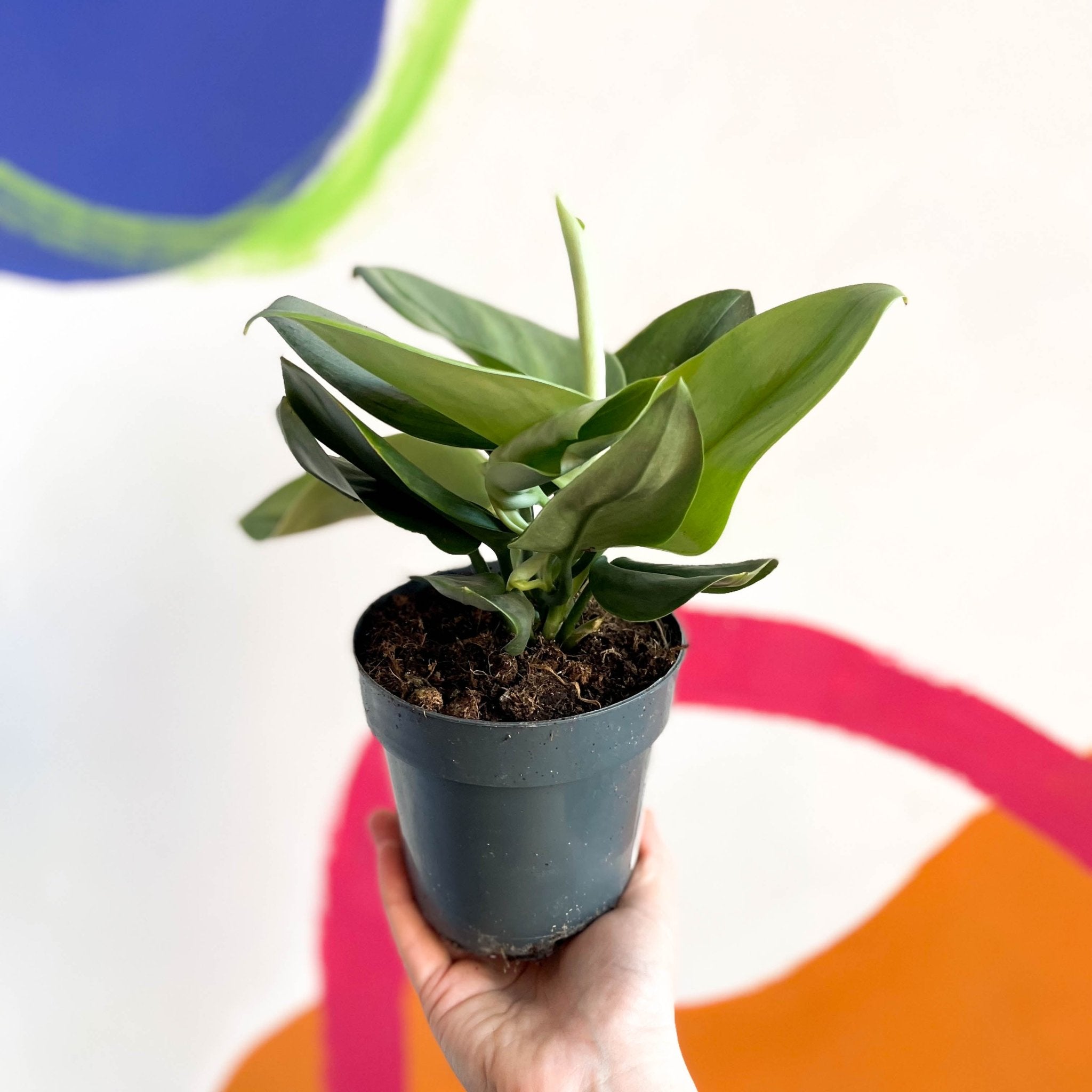 Moonlight Pothos - Scindapsus treubii ‘Moonlight’ – Sprouts of Bristol