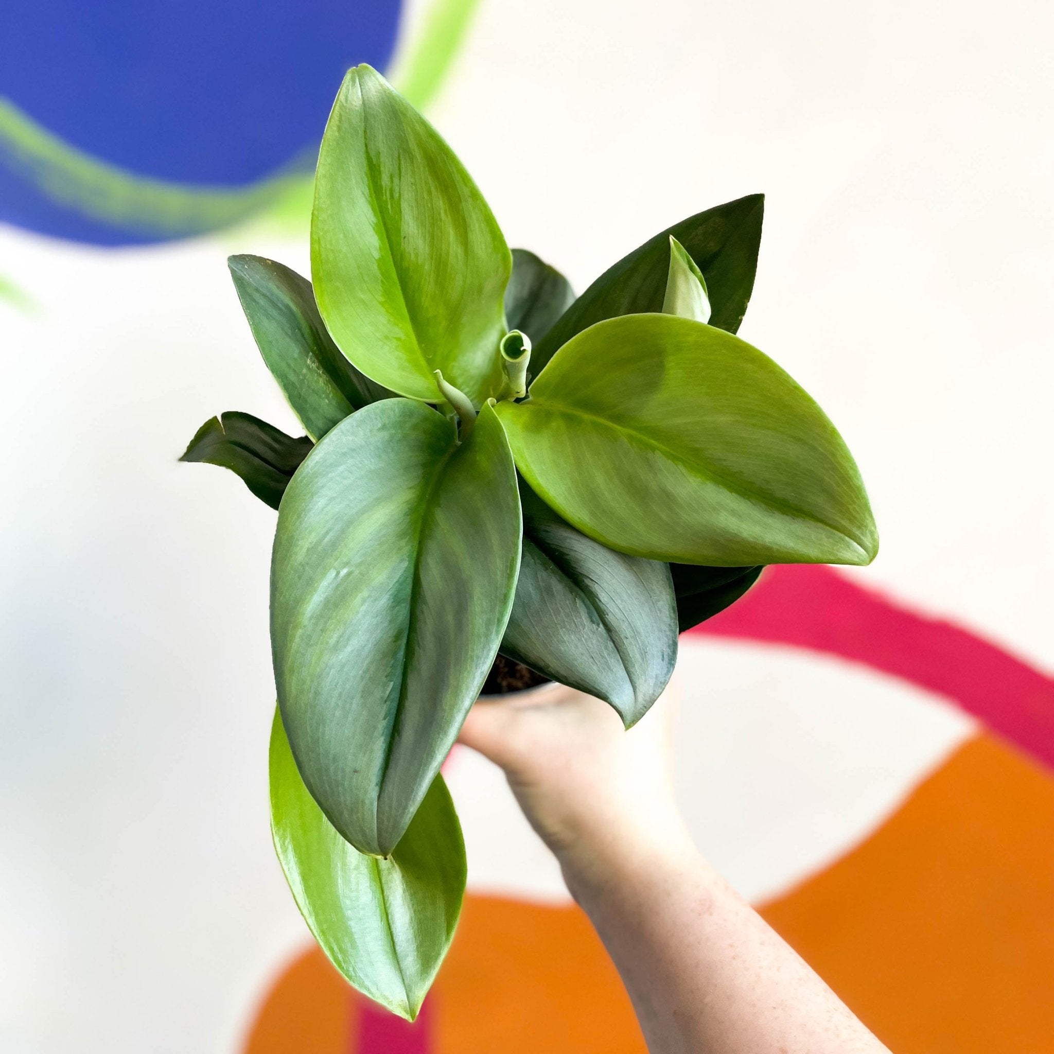 Moonlight Pothos - Scindapsus treubii ‘Moonlight’ – Sprouts of Bristol