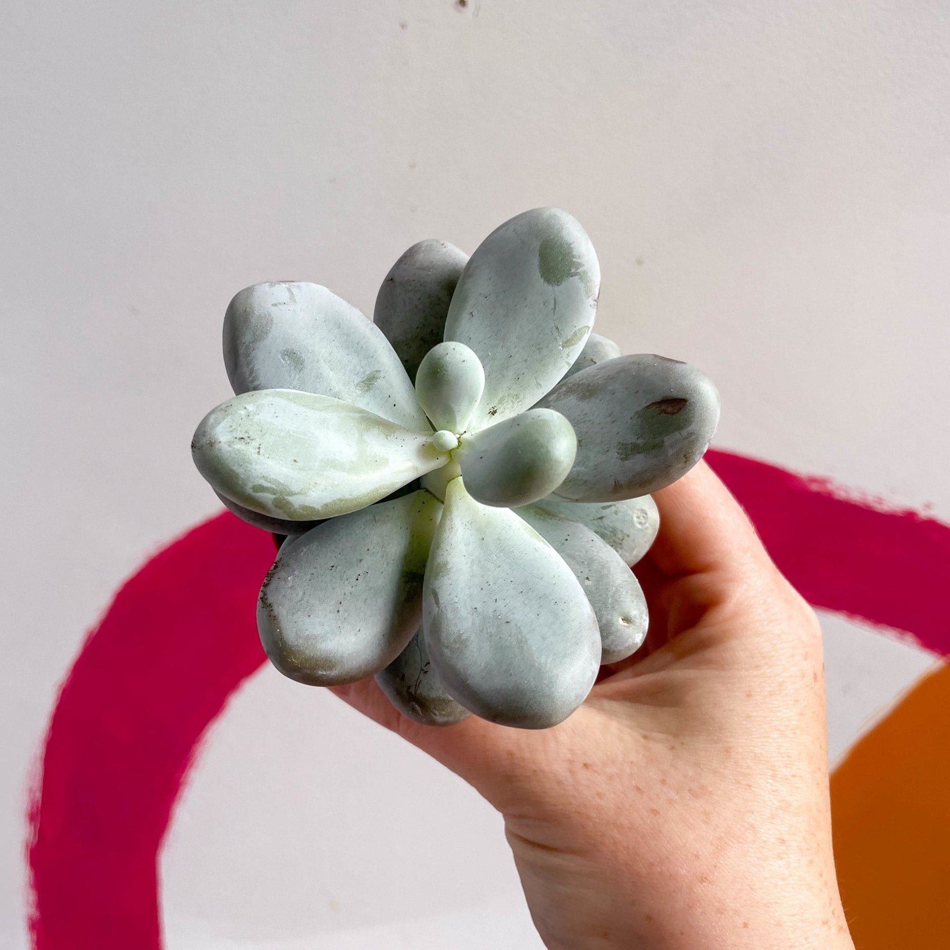 Pachyphytum oviferum - Moonstone – Sprouts of Bristol