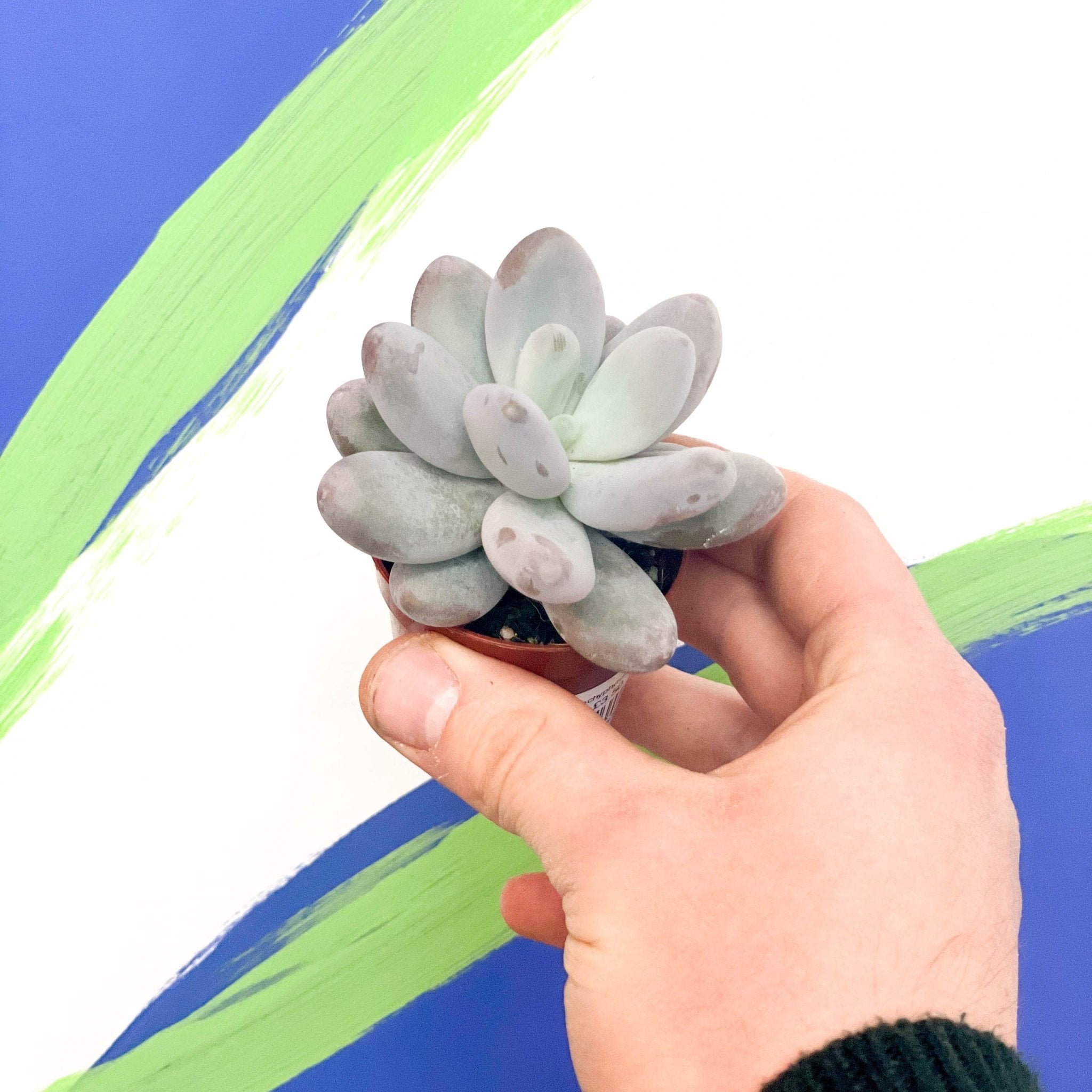 Moonstone - Pachyphytum oviferum 'Rubra' – Sprouts of Bristol