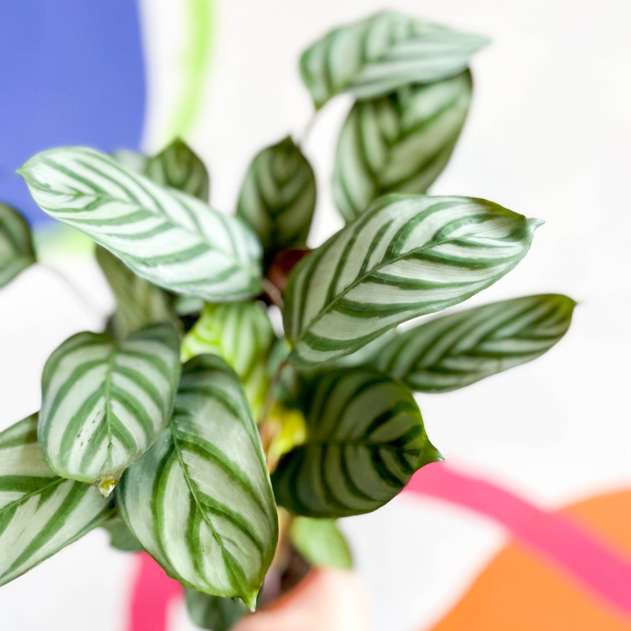 Never Never Plant - Ctenanthe setosa 'Green Flag' – Sprouts of Bristol