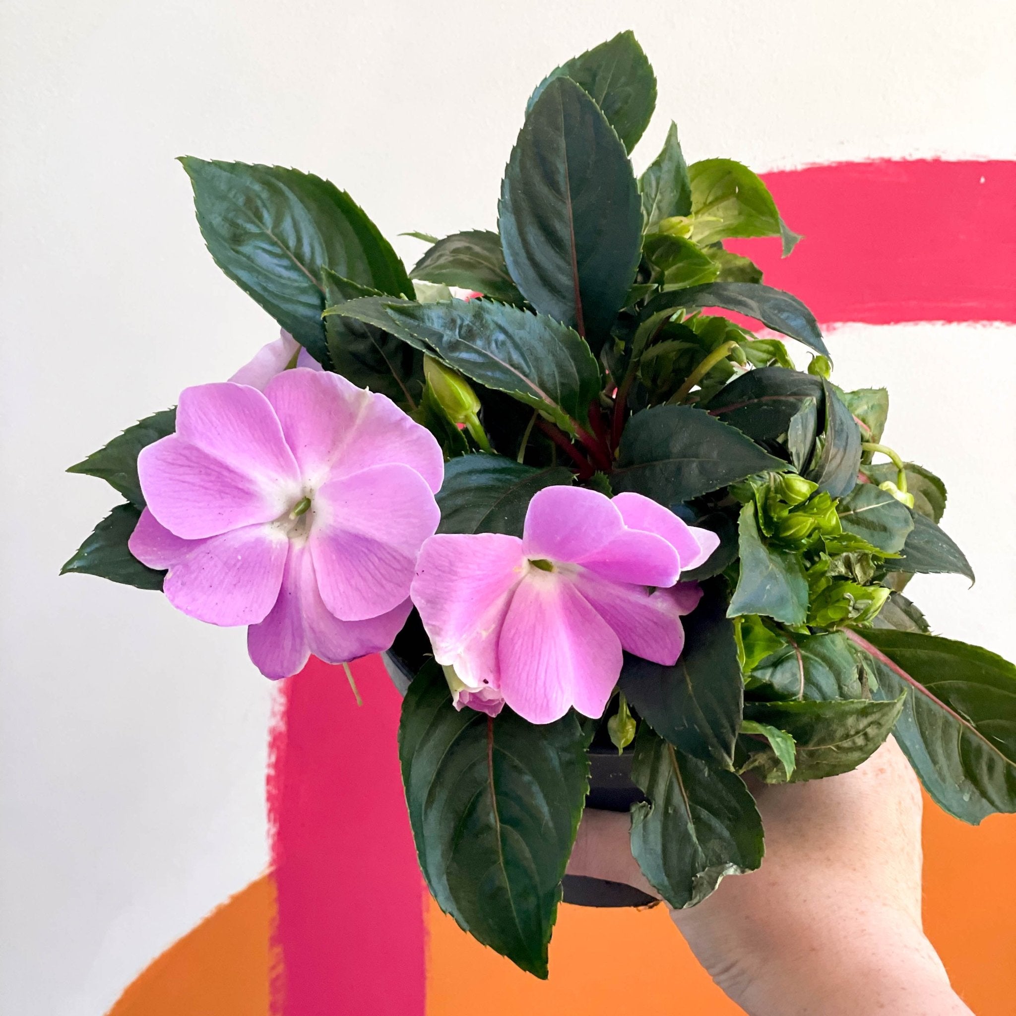 New Guinea Impatiens - Impatiens hawkeri 'Busy lizzie' – Sprouts of Bristol