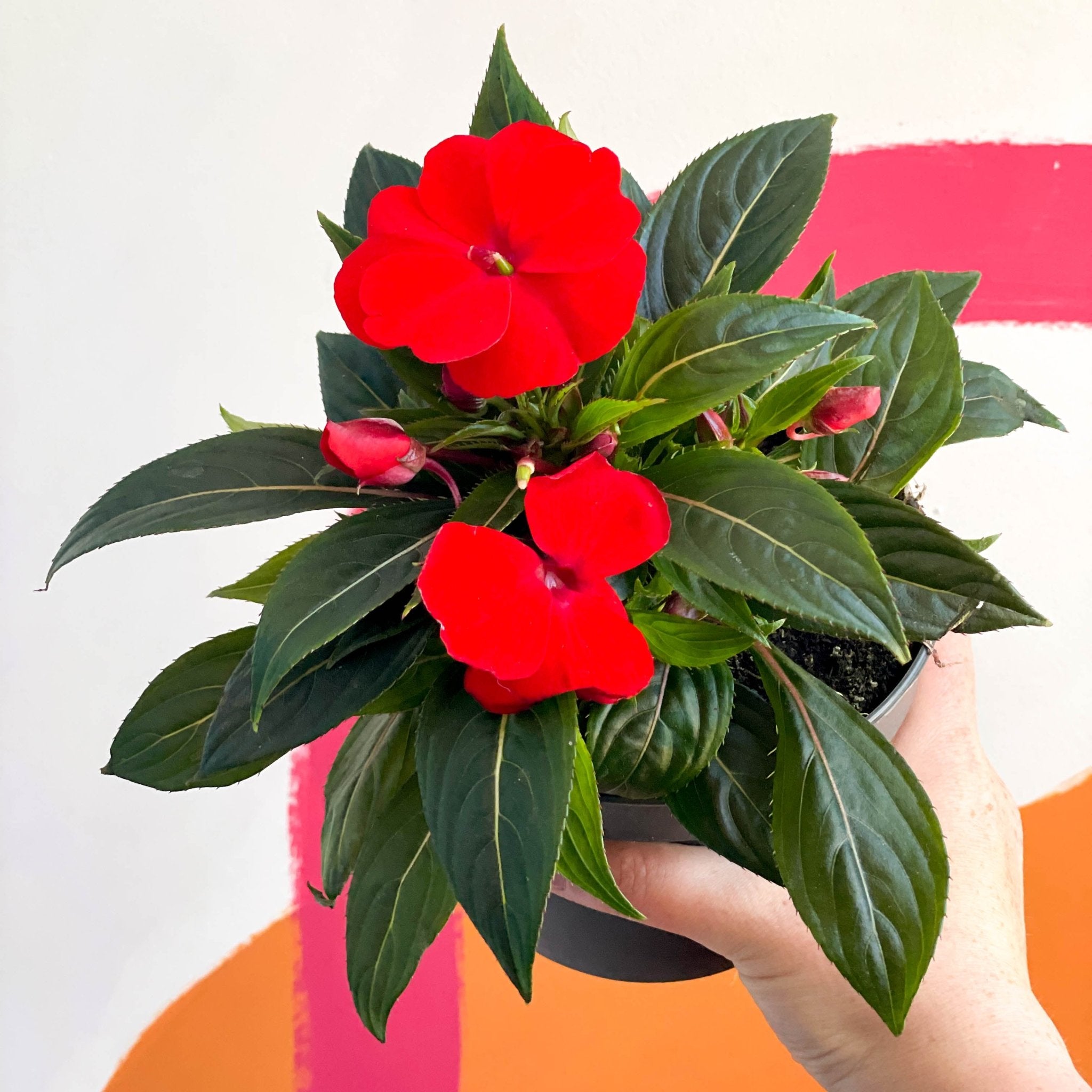 New Guinea Impatiens - Impatiens hawkeri 'Busy lizzie' – Sprouts of Bristol