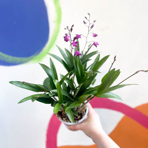 Dendrobium 'Berry Oda' - Orchid – Sprouts of Bristol