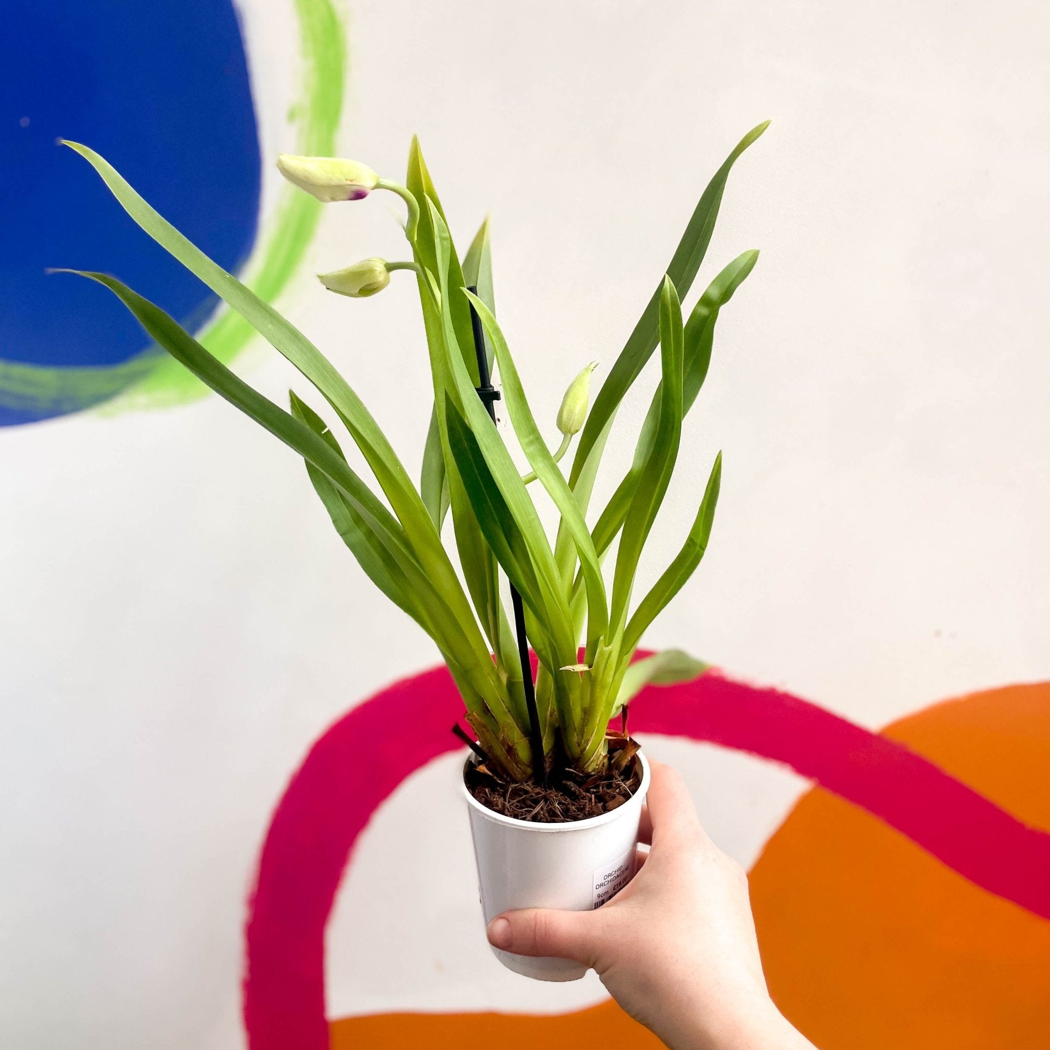 Orchid - Orchidaceae – Sprouts of Bristol