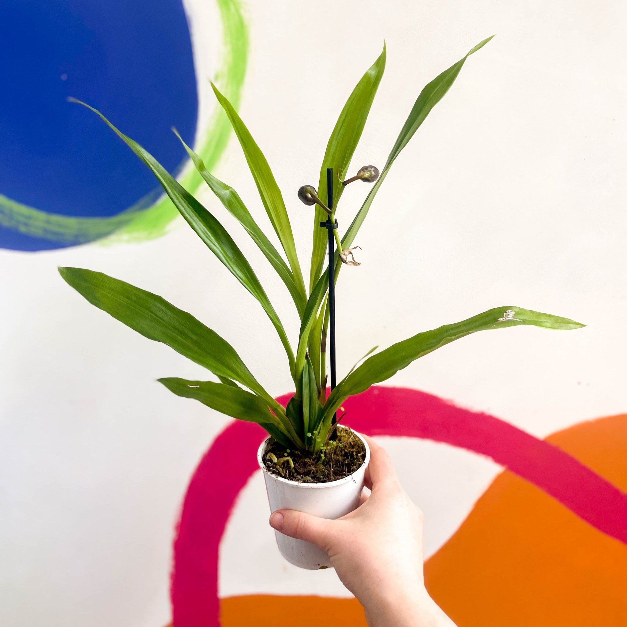 Zygopetalum spp. - Hybrid Zygo Orchid – Sprouts of Bristol