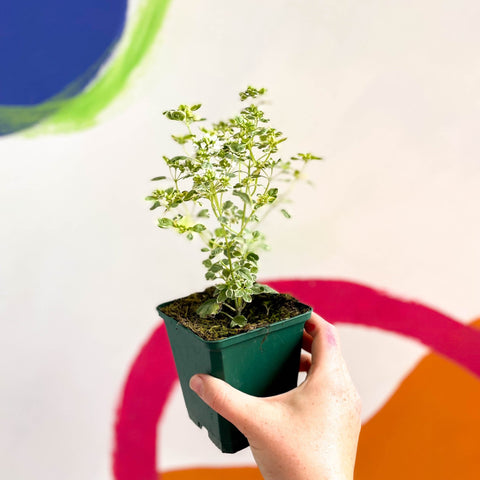 Oregano - Origanum vulgare variegata - Cotswolds Grown Culinary Herbs ...