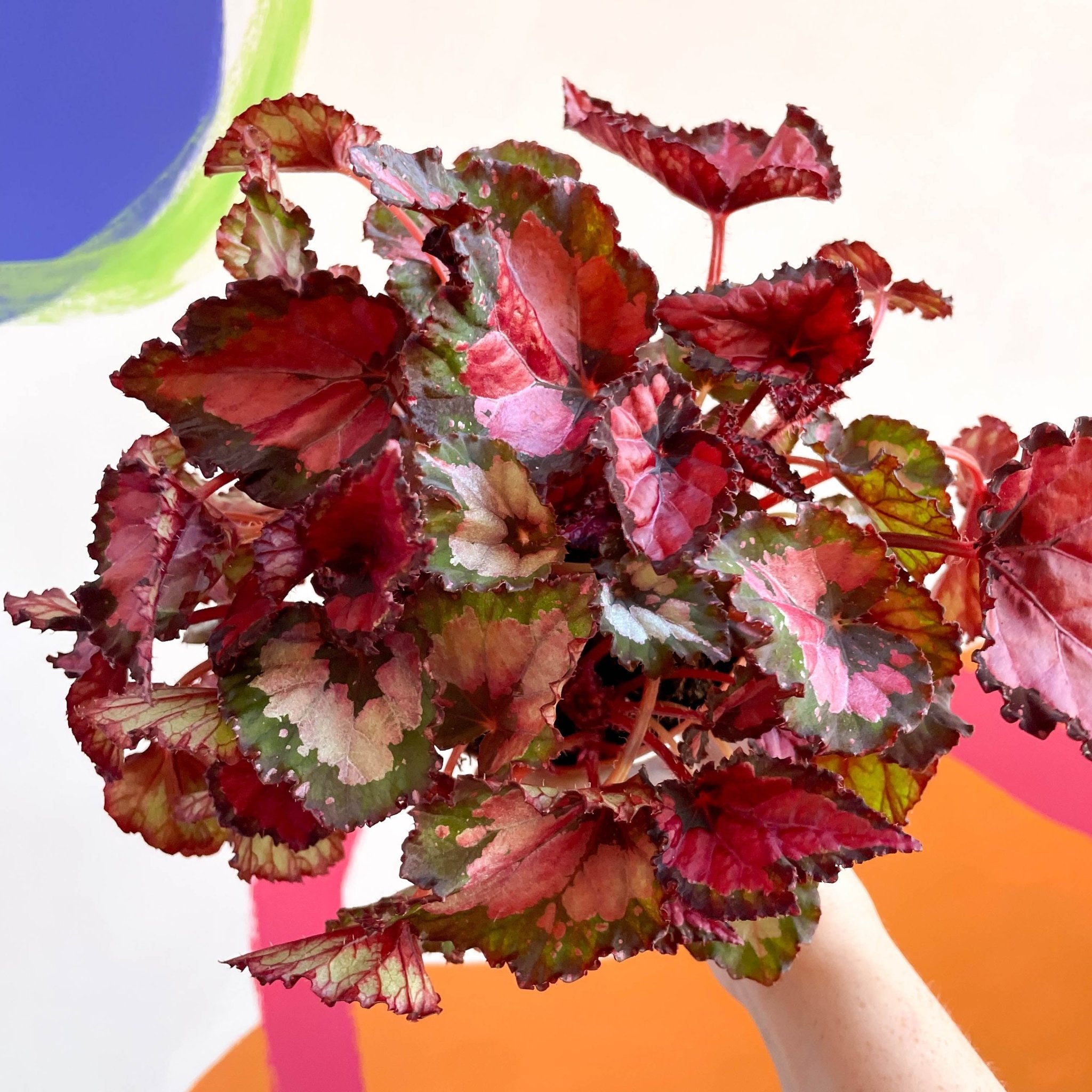 Painted Leaf - Begonia rex – Sprouts of Bristol