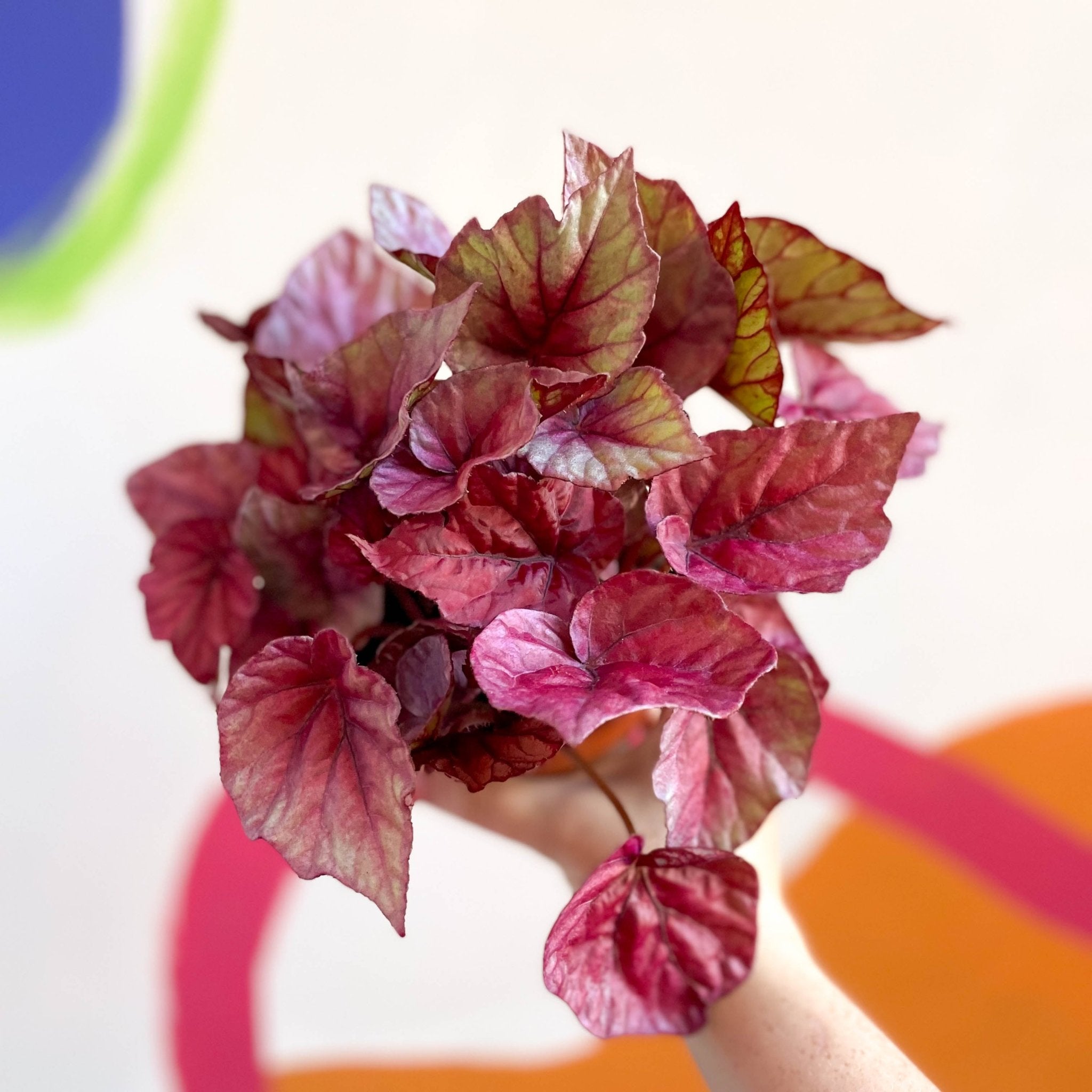 Painted Leaf - Begonia rex 'Inca Flame' – Sprouts of Bristol