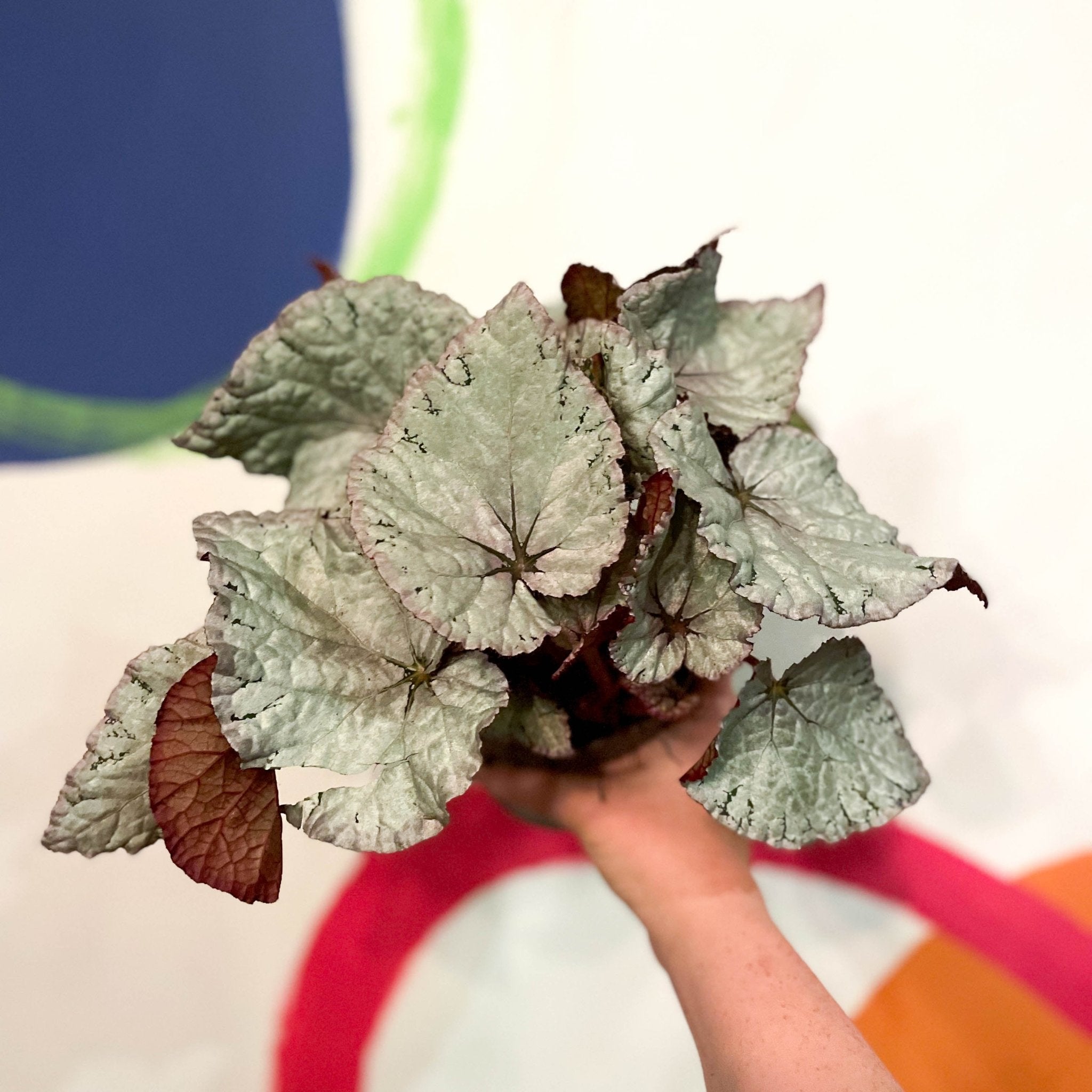 Painted Leaf - Begonia 'Silver Lace' – Sprouts of Bristol