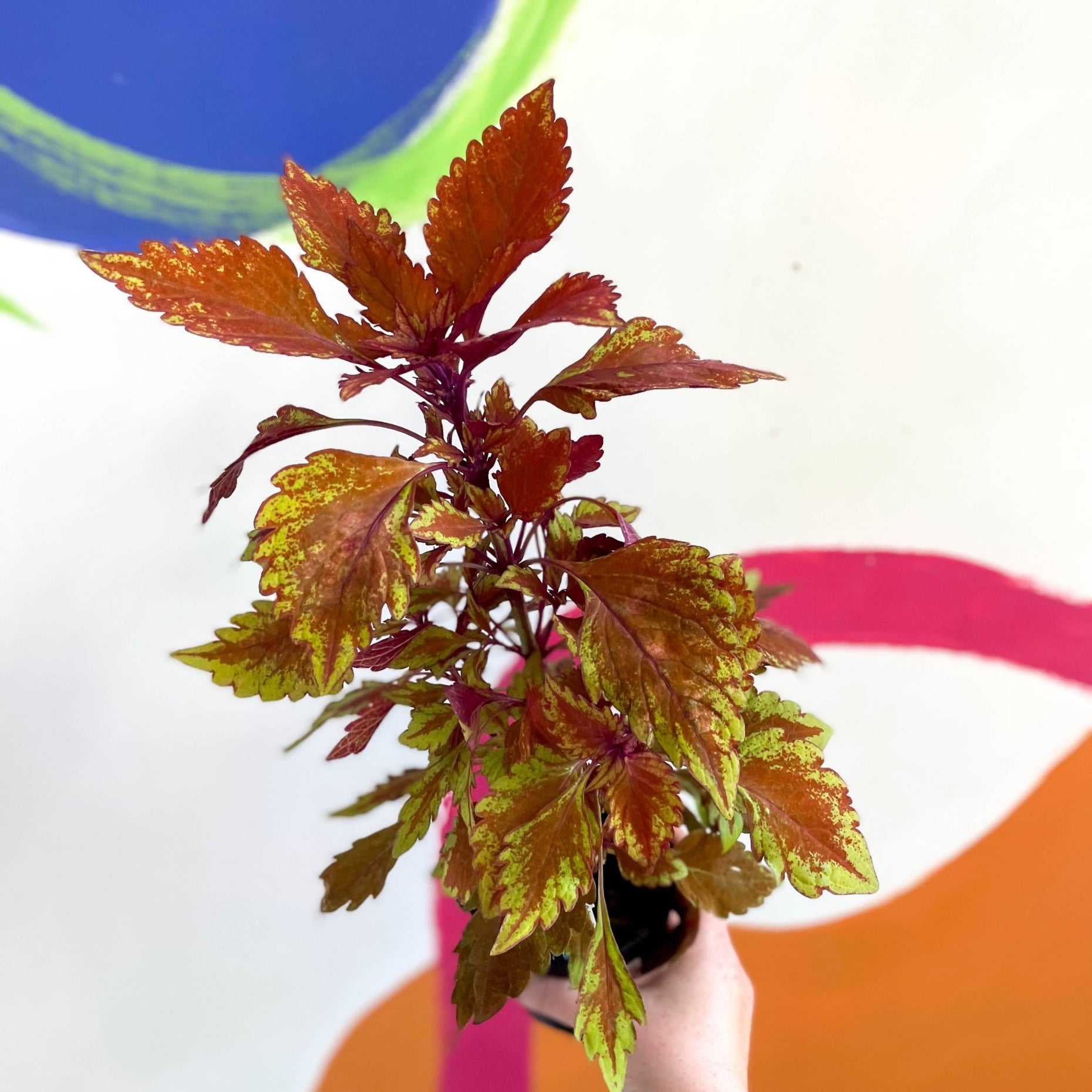 Buntnessel - Coleus 'Long Island Iced Tea' - in Wales angebaut ...