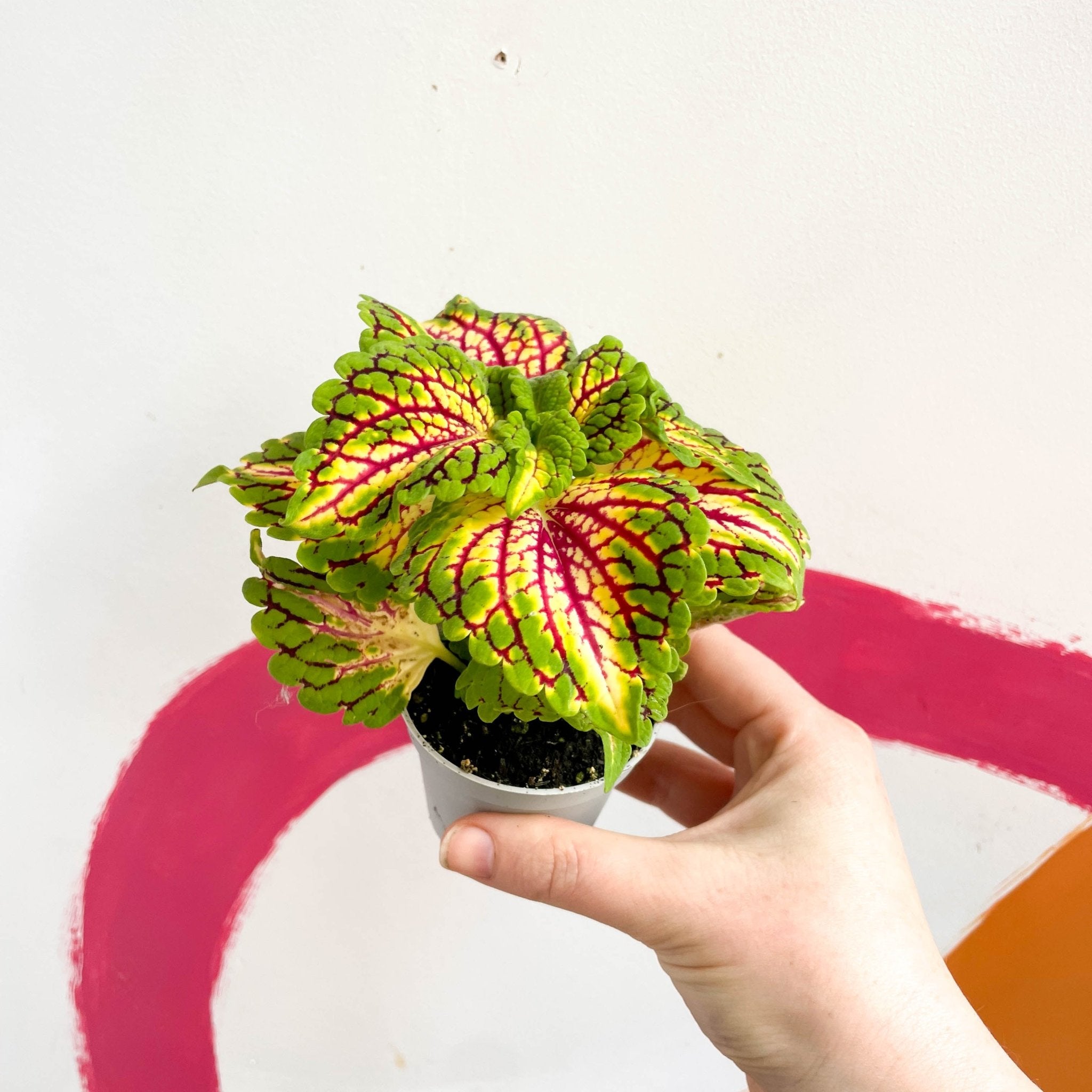 Painted Nettle - Coleus 'Spacecake' – Sprouts of Bristol