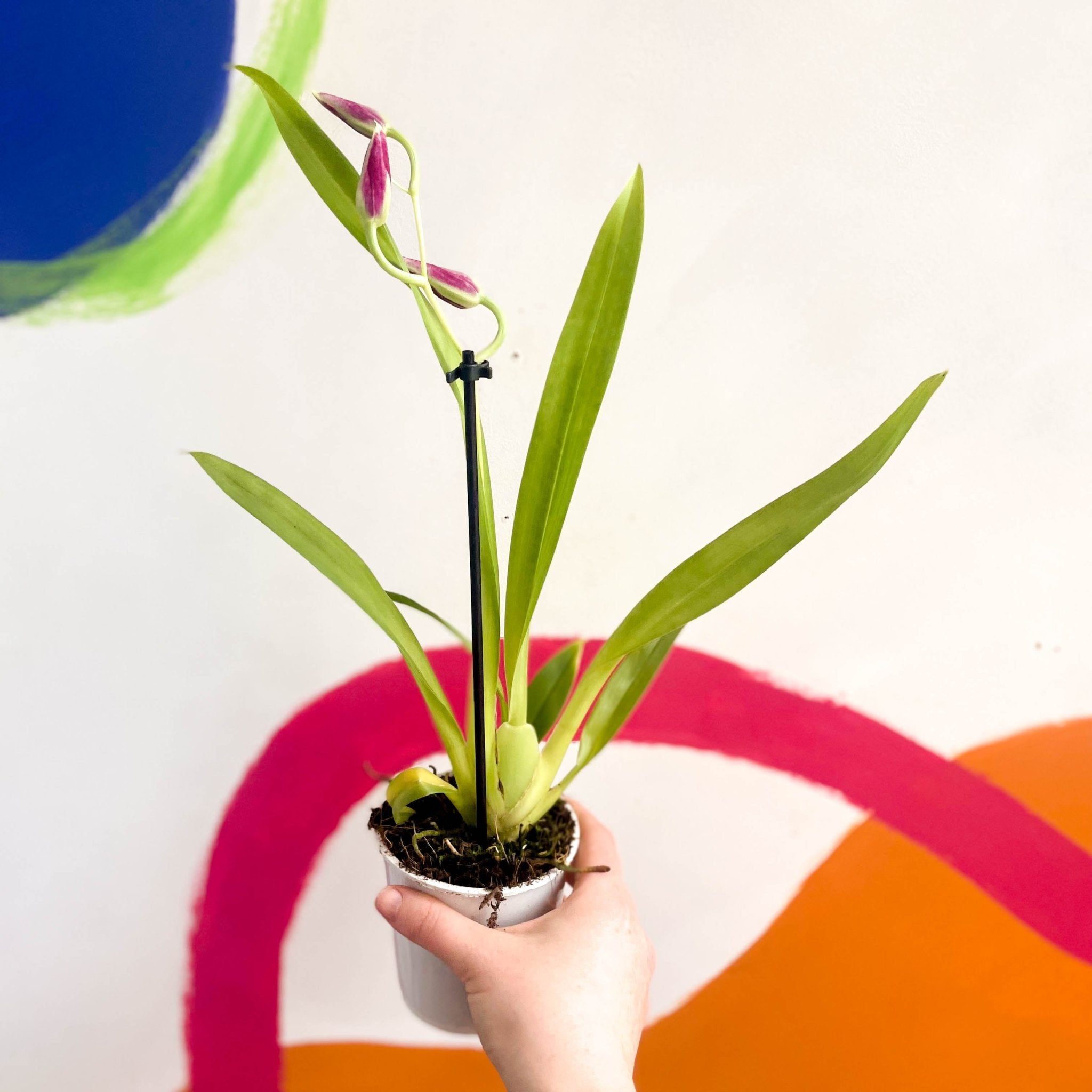 Pansy Orchid - Miltoniopsis – Sprouts of Bristol