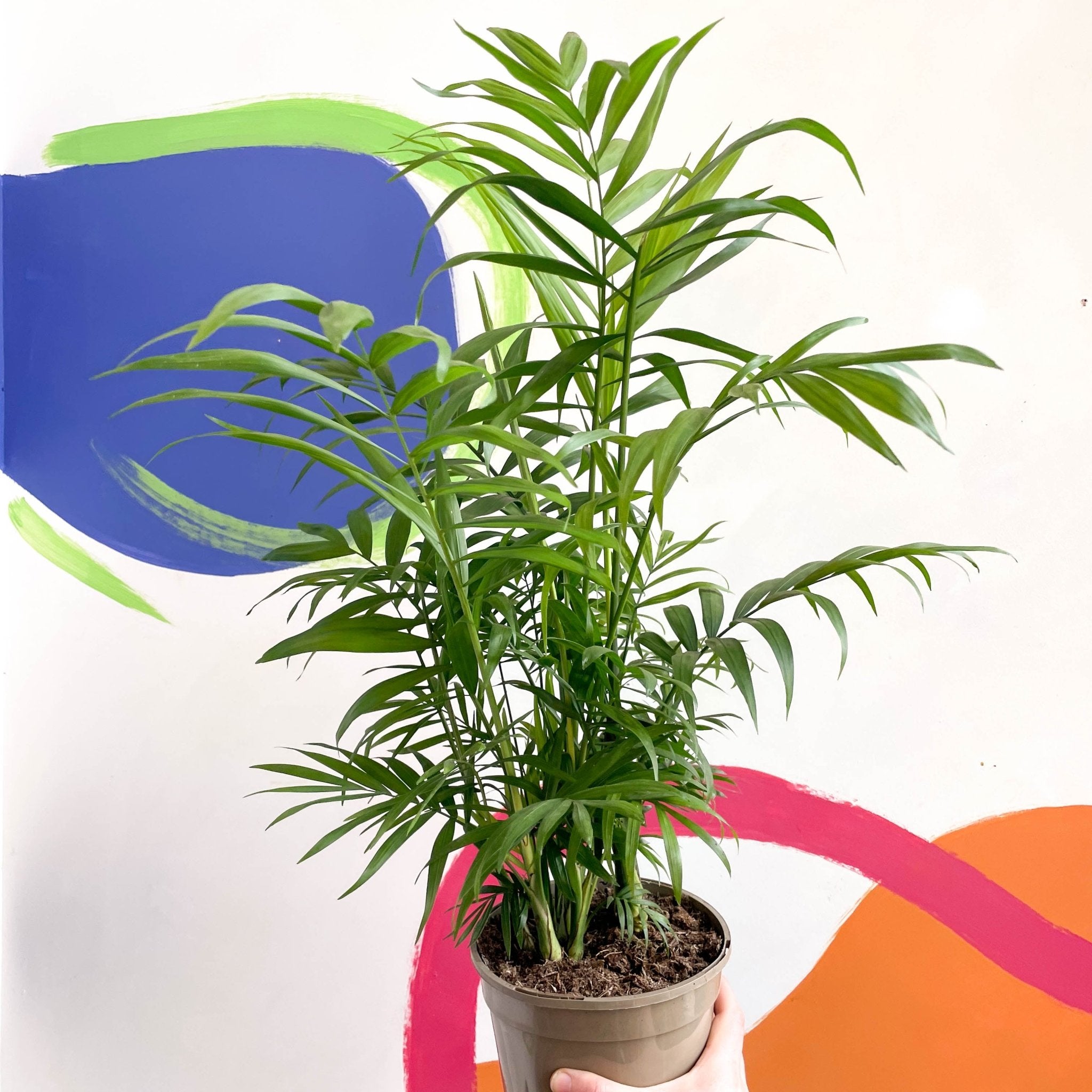 Palm Springs Chamaedorea Elegans Houseplant | Parlour Palm Parlor Palm ...