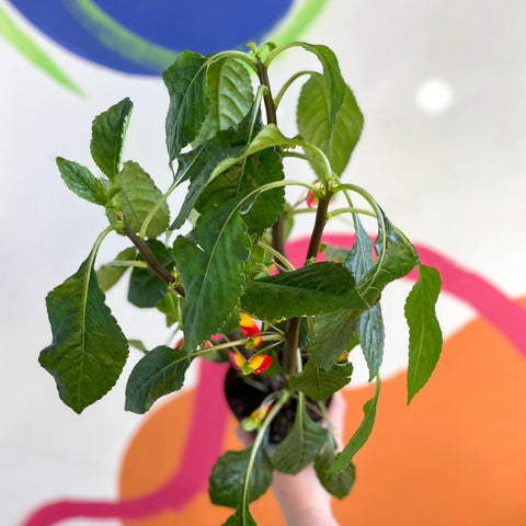 Impatiens niamniamensis - Parrot Plant - Welsh Grown – Sprouts of Bristol