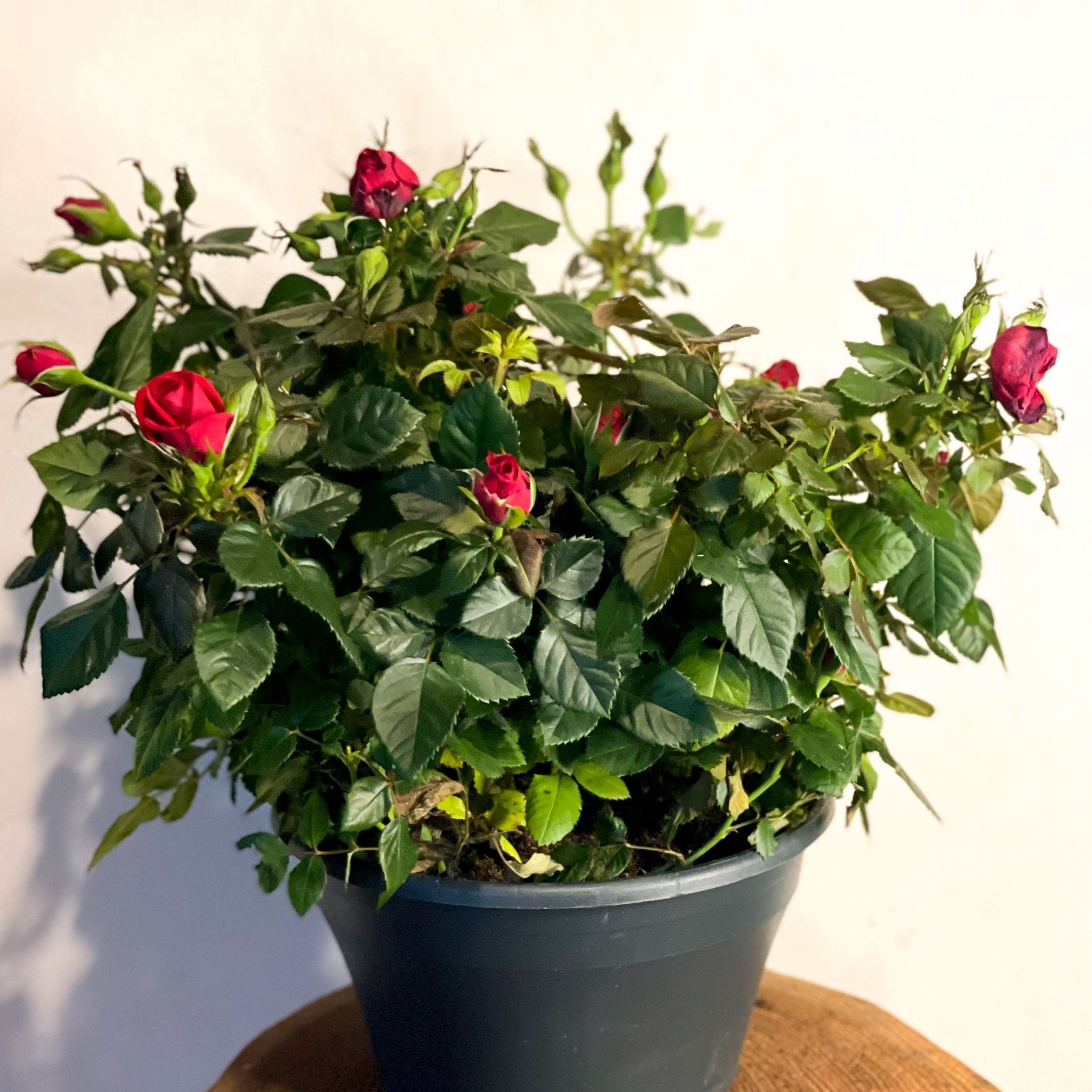 Patio Rose - Rosa – Sprouts of Bristol
