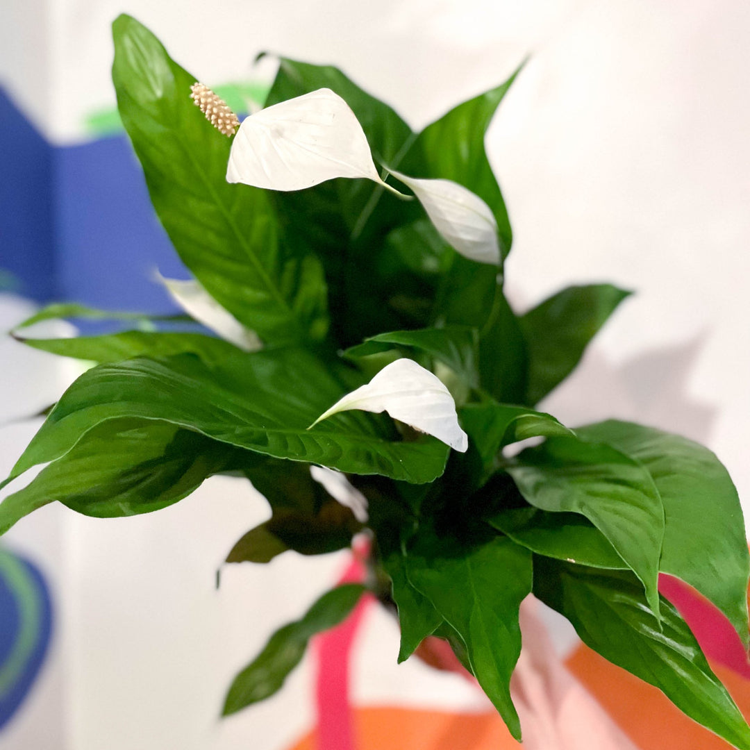 Peace Lily - Spathiphyllum 'Sweet Silvio' – Sprouts of Bristol
