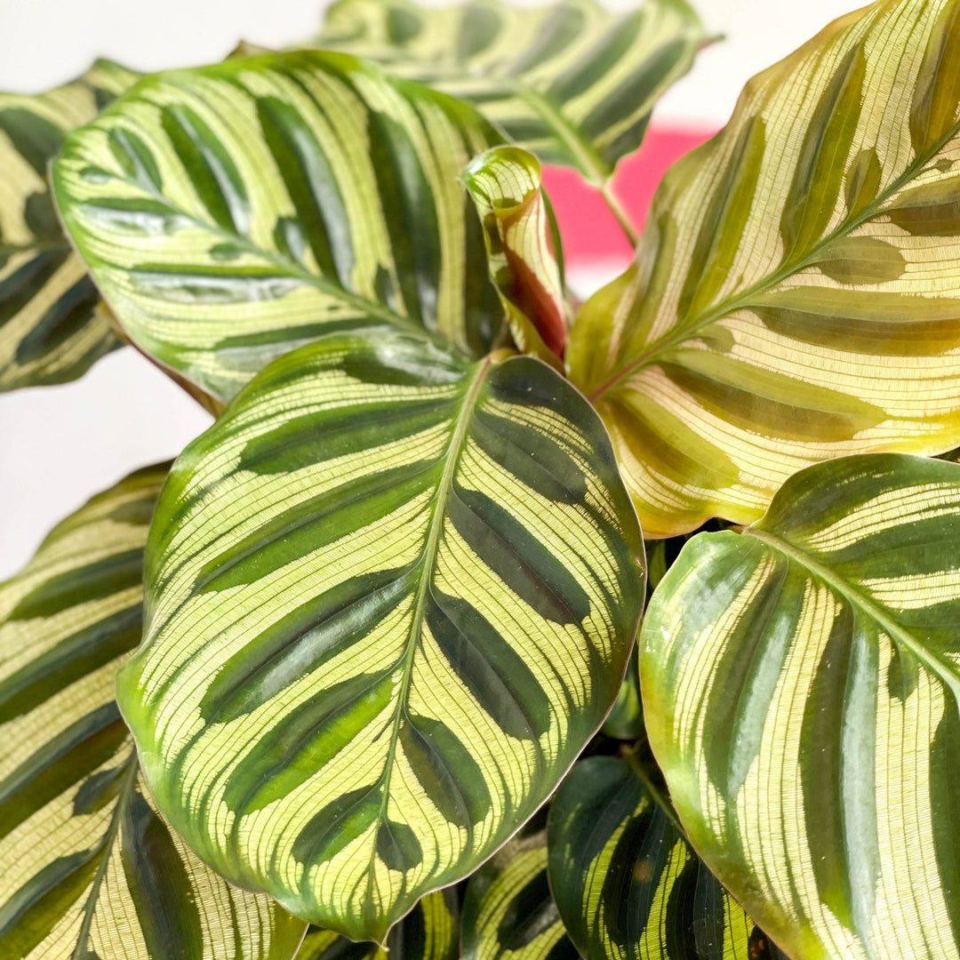 Calathea makoyana - Peacock Plant – Sprouts of Bristol