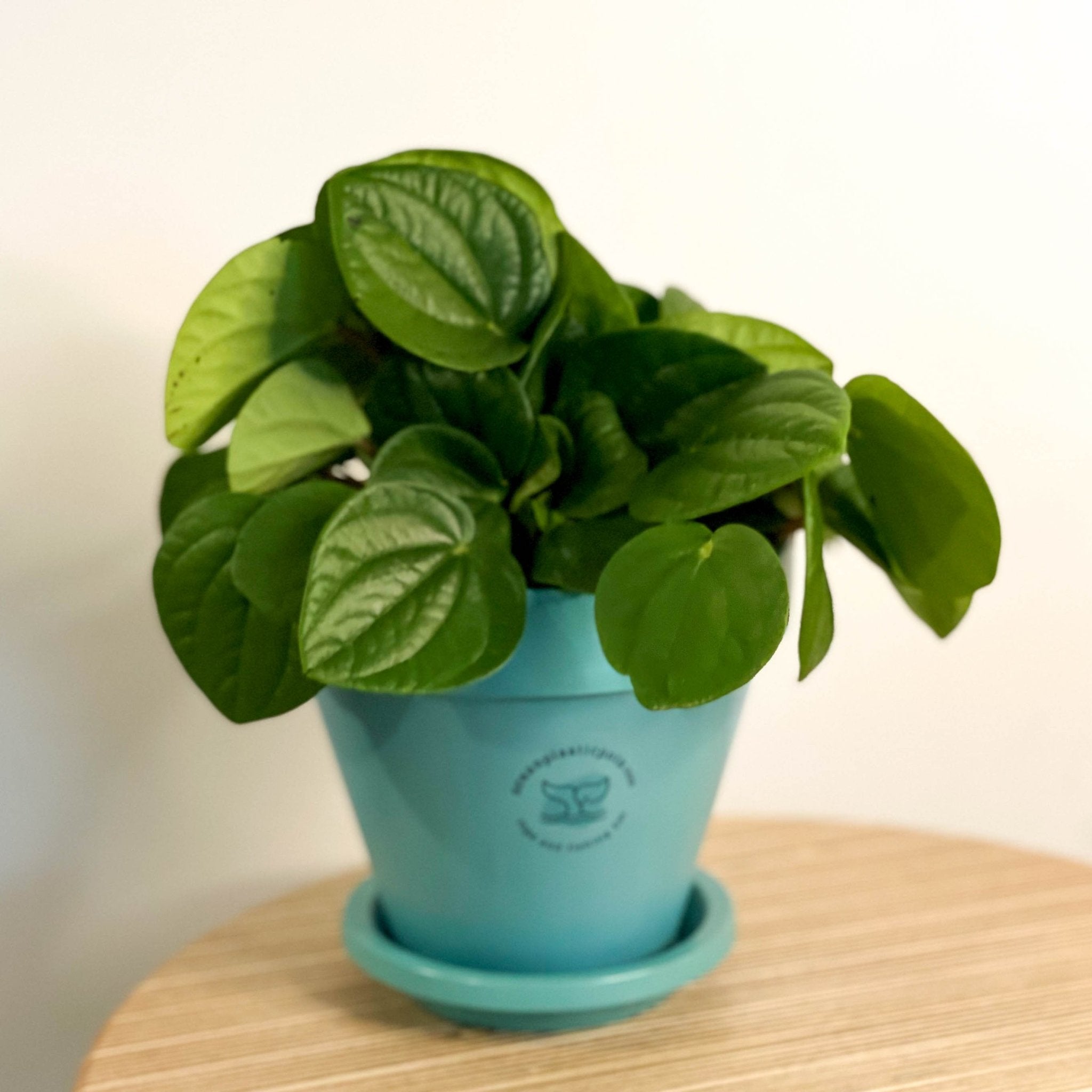 Peperomia albovittata ‘Rana Verde’ – Sprouts of Bristol