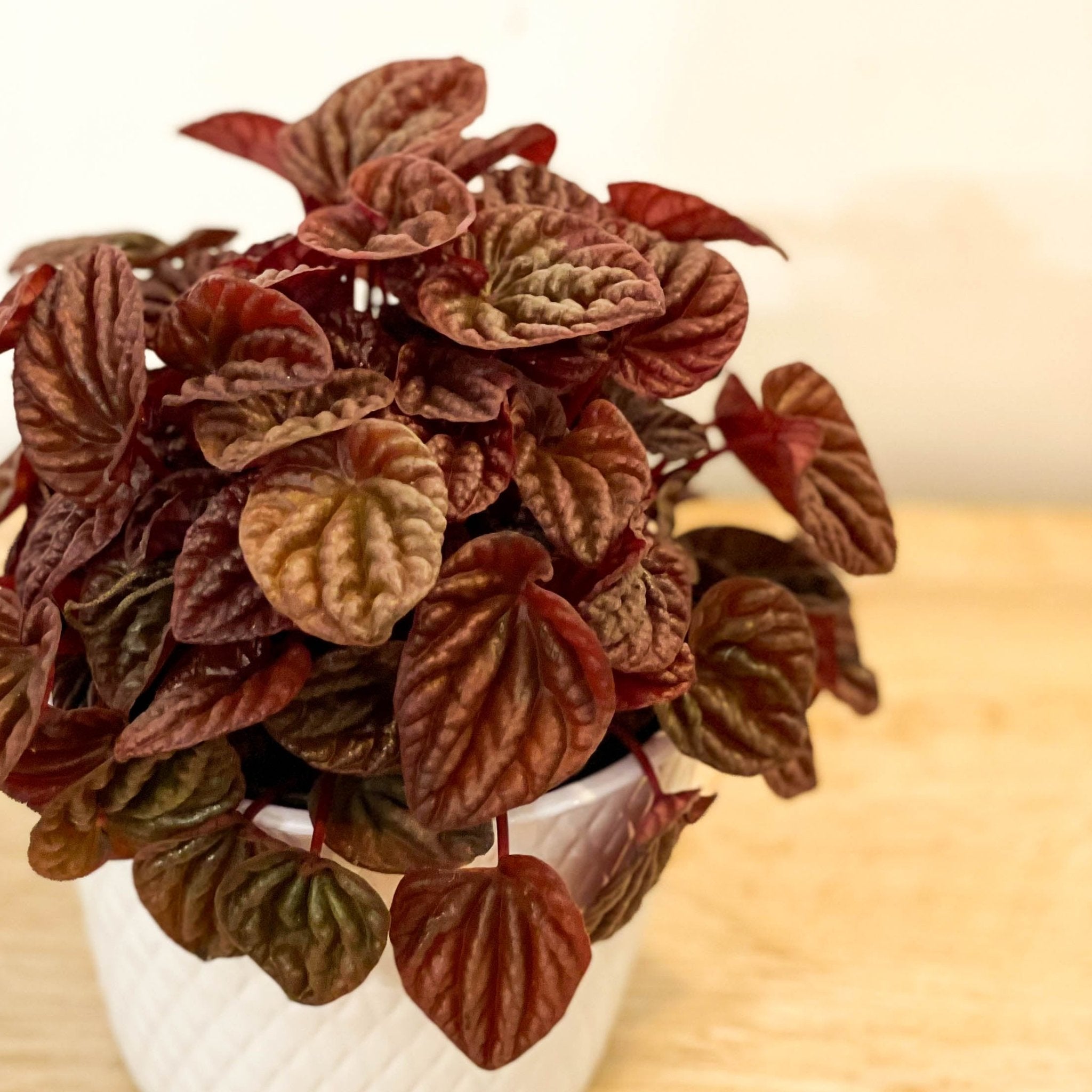 Peperomia caperata 'Quito' – Sprouts of Bristol