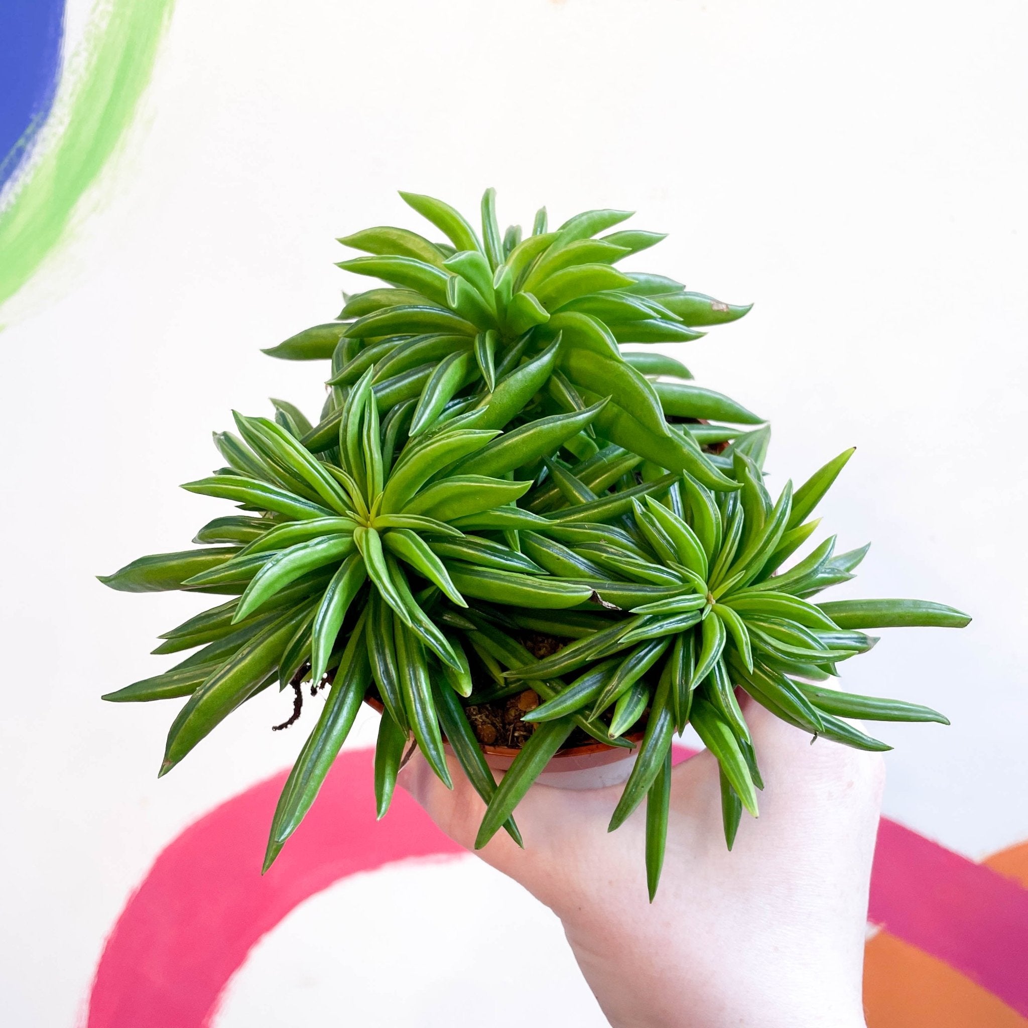 Peperomia ferreyrae 'Happy Bean' – Sprouts of Bristol