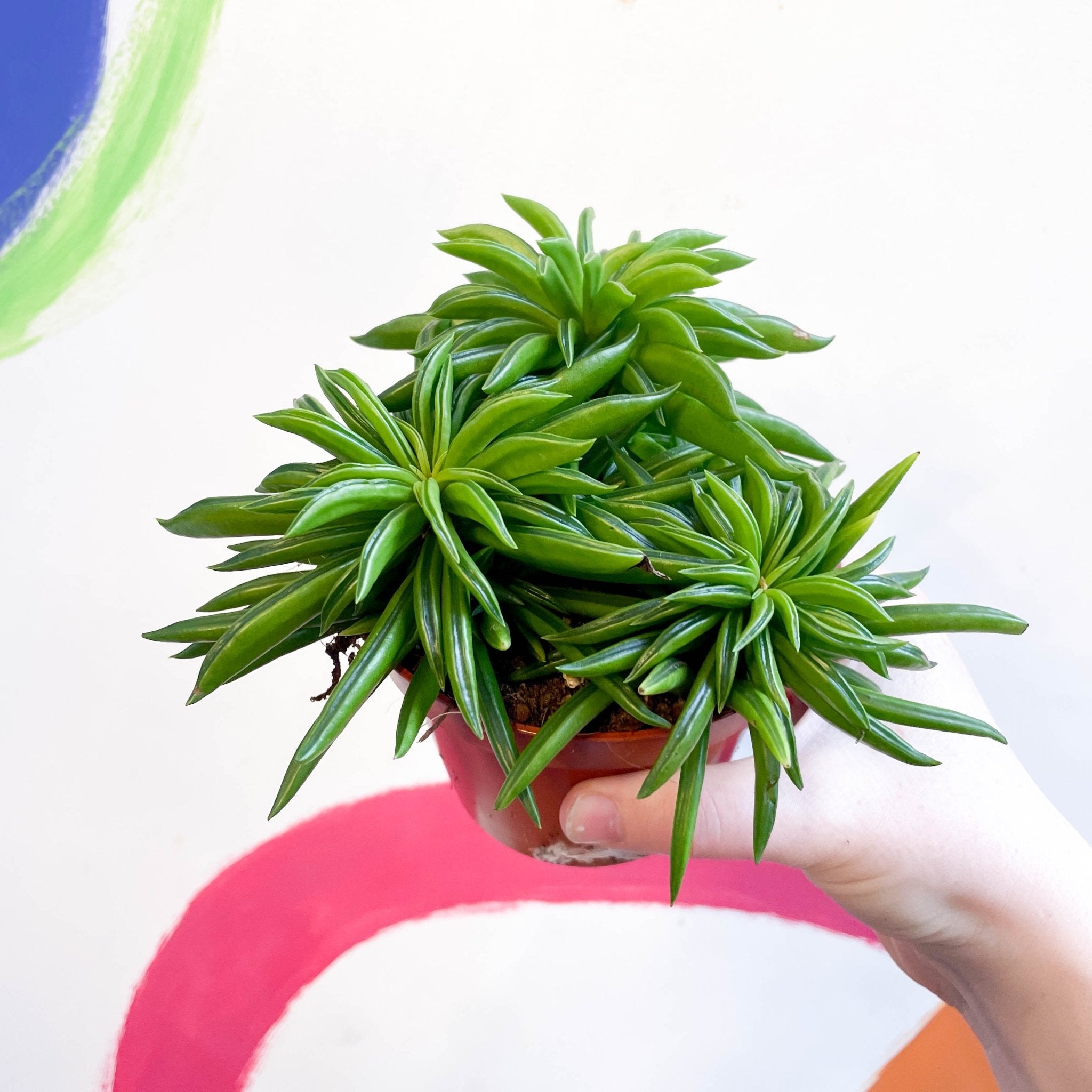 Peperomia ferreyrae 'Happy Bean' – Sprouts of Bristol
