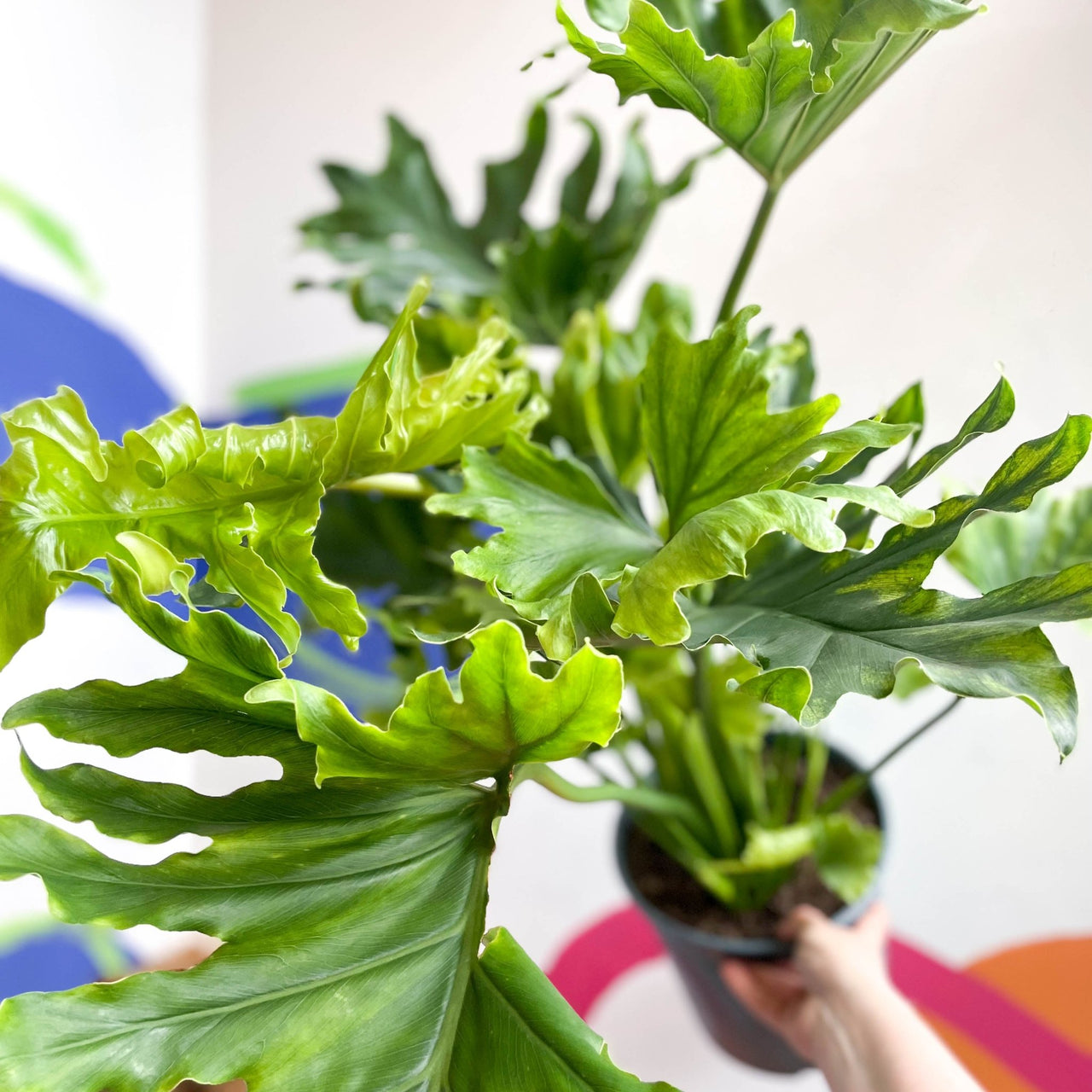 Philodendron bipinnatifidum 'Little Hope' – Sprouts of Bristol