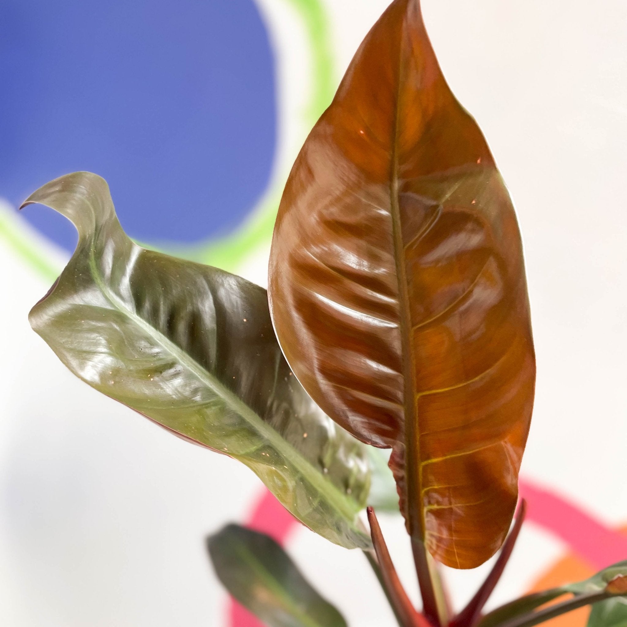 Philodendron erubescens 'Imperial Red' – Sprouts of Bristol