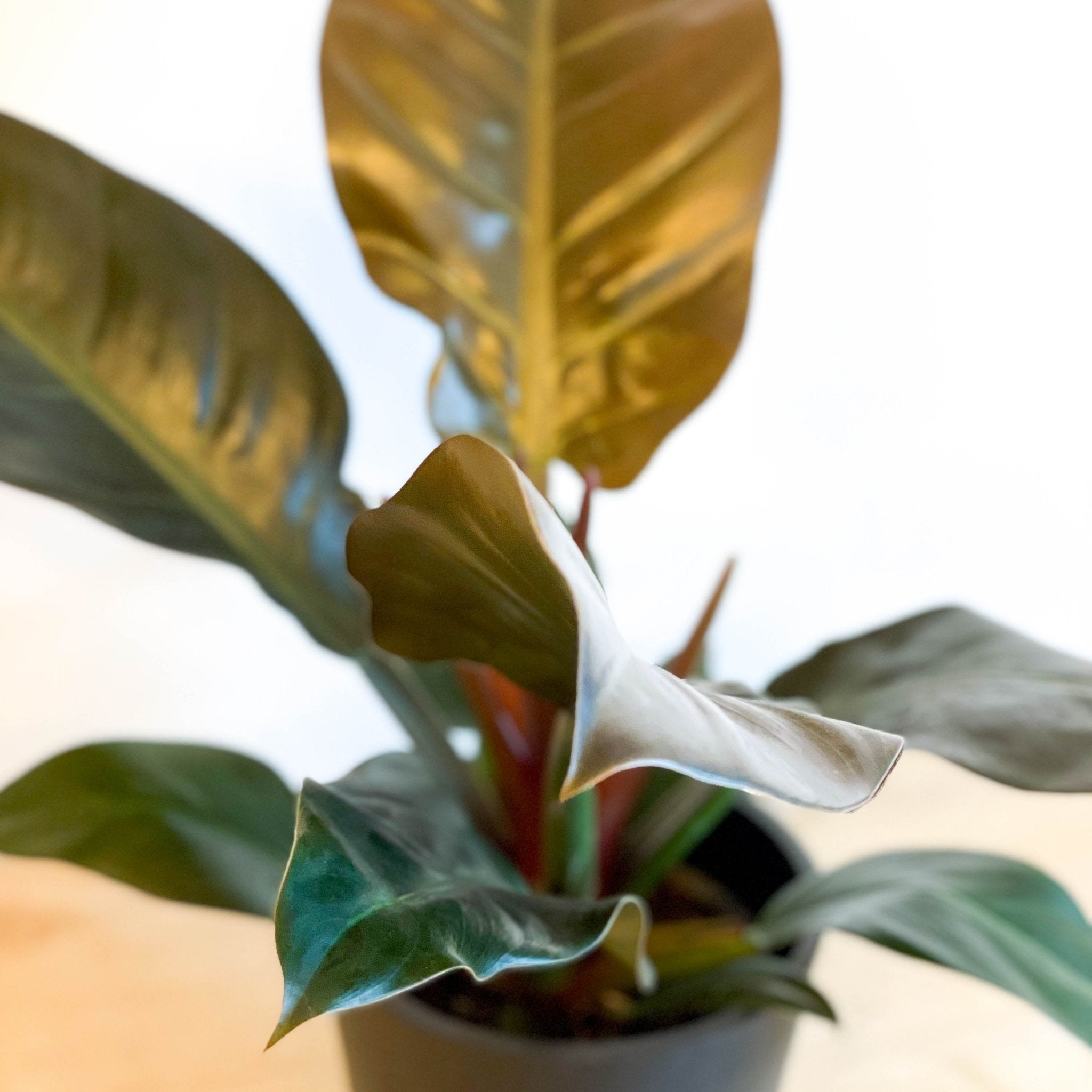 Philodendron erubescens 'Imperial Red' – Sprouts of Bristol