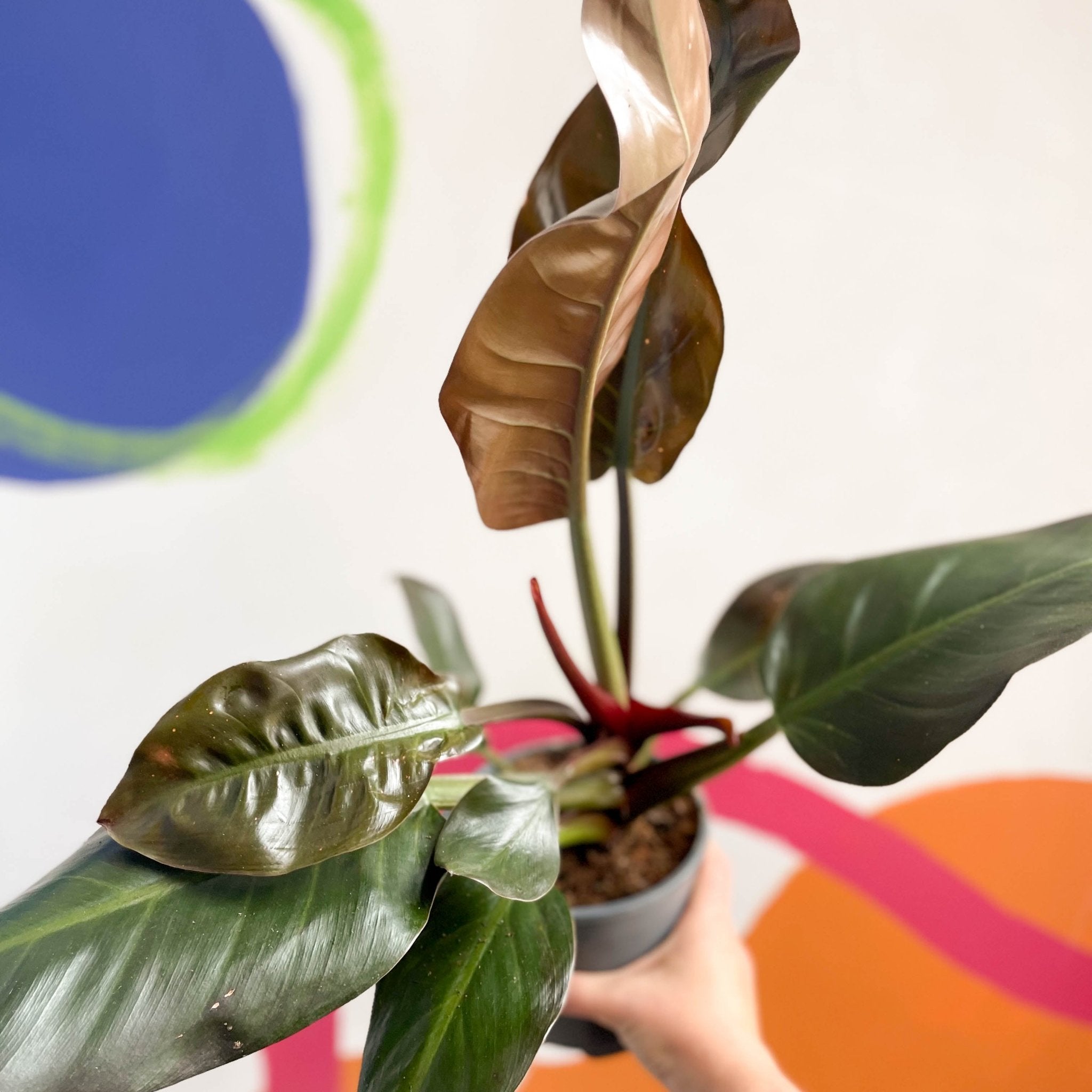 Philodendron erubescens 'Imperial Red' – Sprouts of Bristol