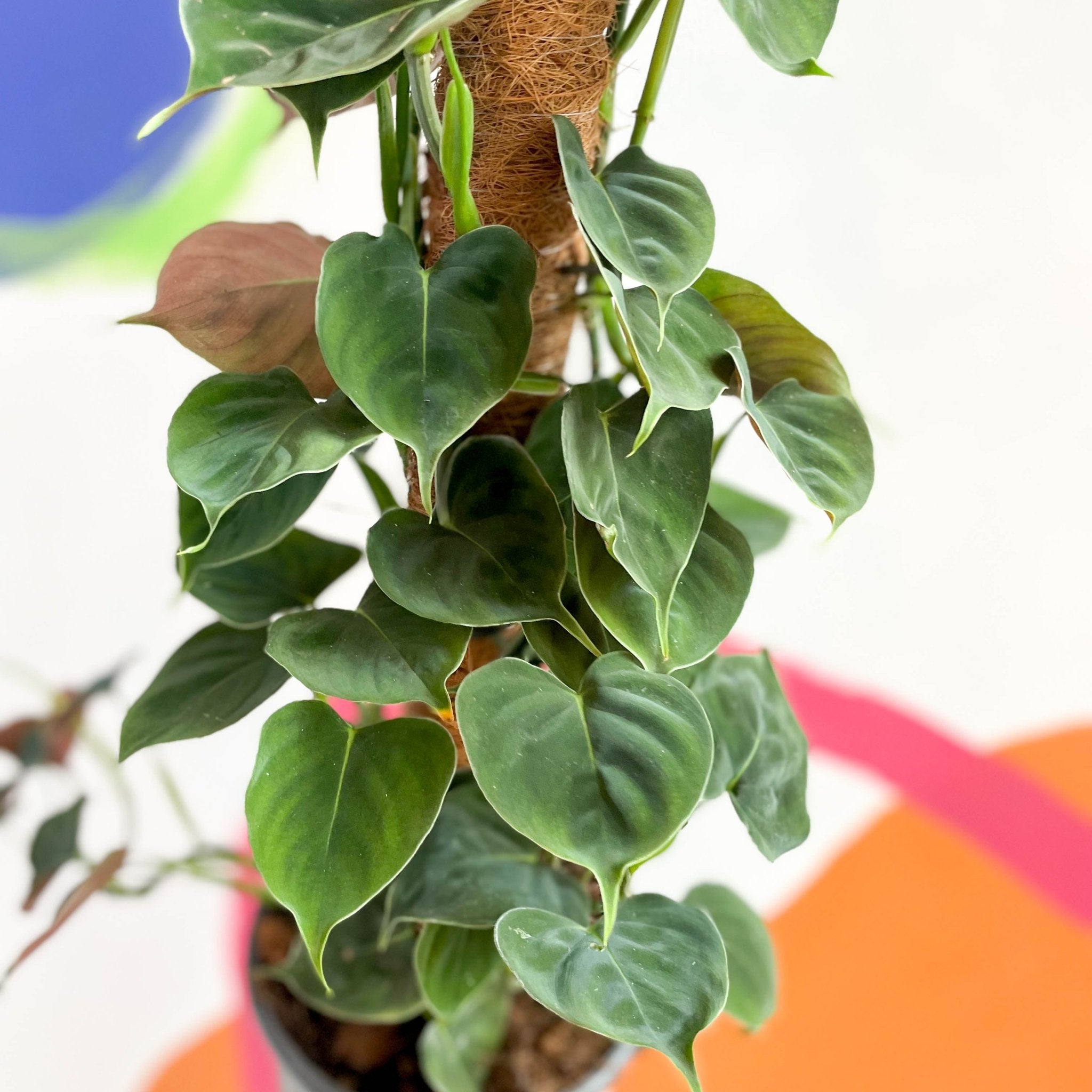 Philodendron lupinum – Sprouts of Bristol