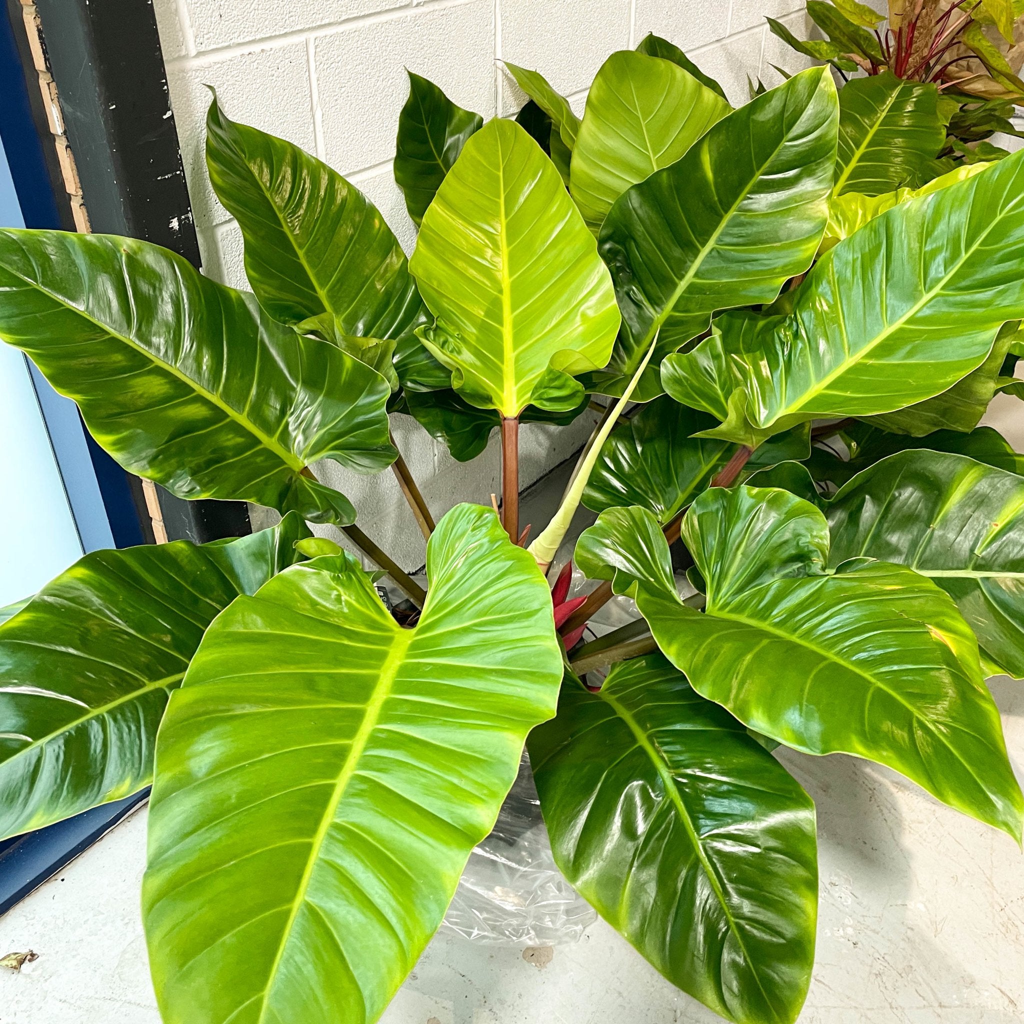 Philodendron melinonii 'Ghost' – Sprouts of Bristol