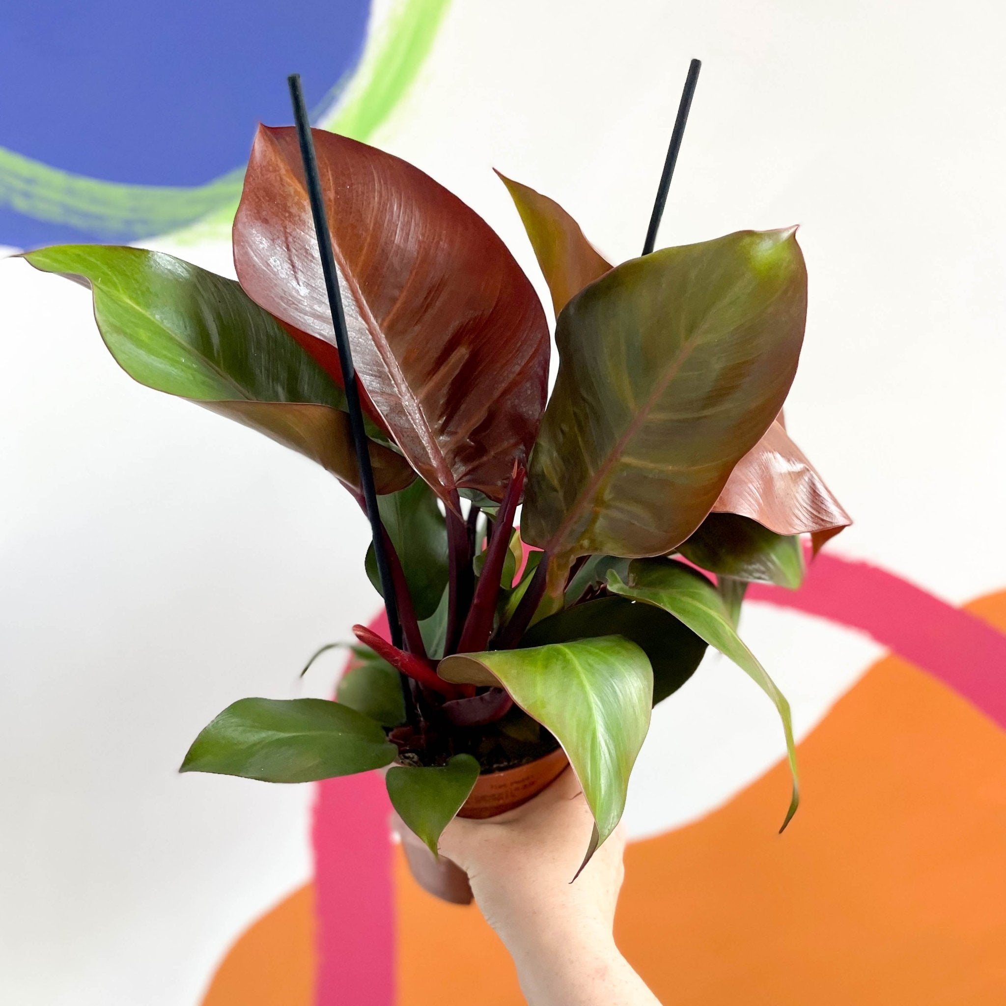 Philodendron 'Red Sunlight' – Sprouts of Bristol