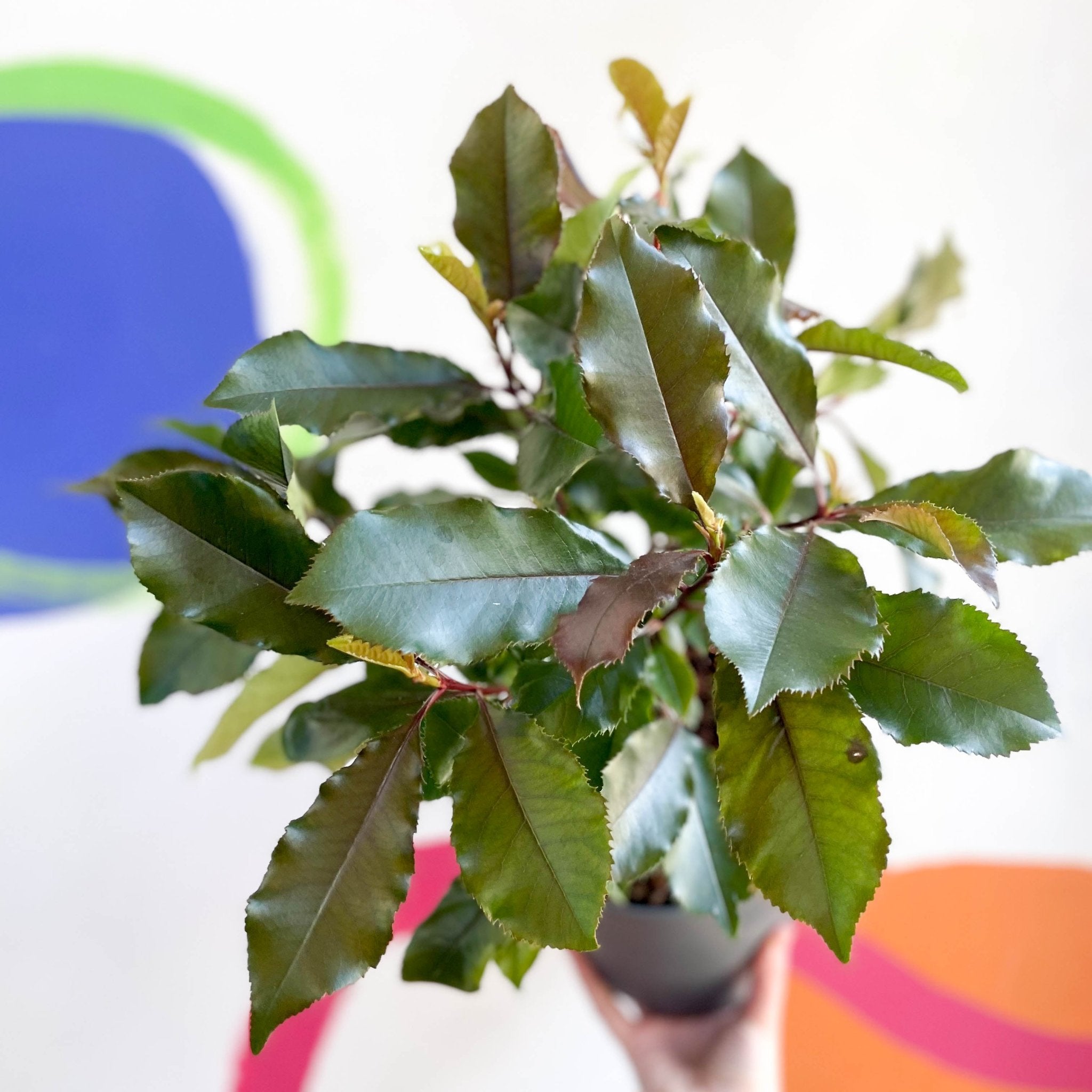 Photinia x fraseri 'Magical Volcano' - Evergreen Shrub – Sprouts of Bristol