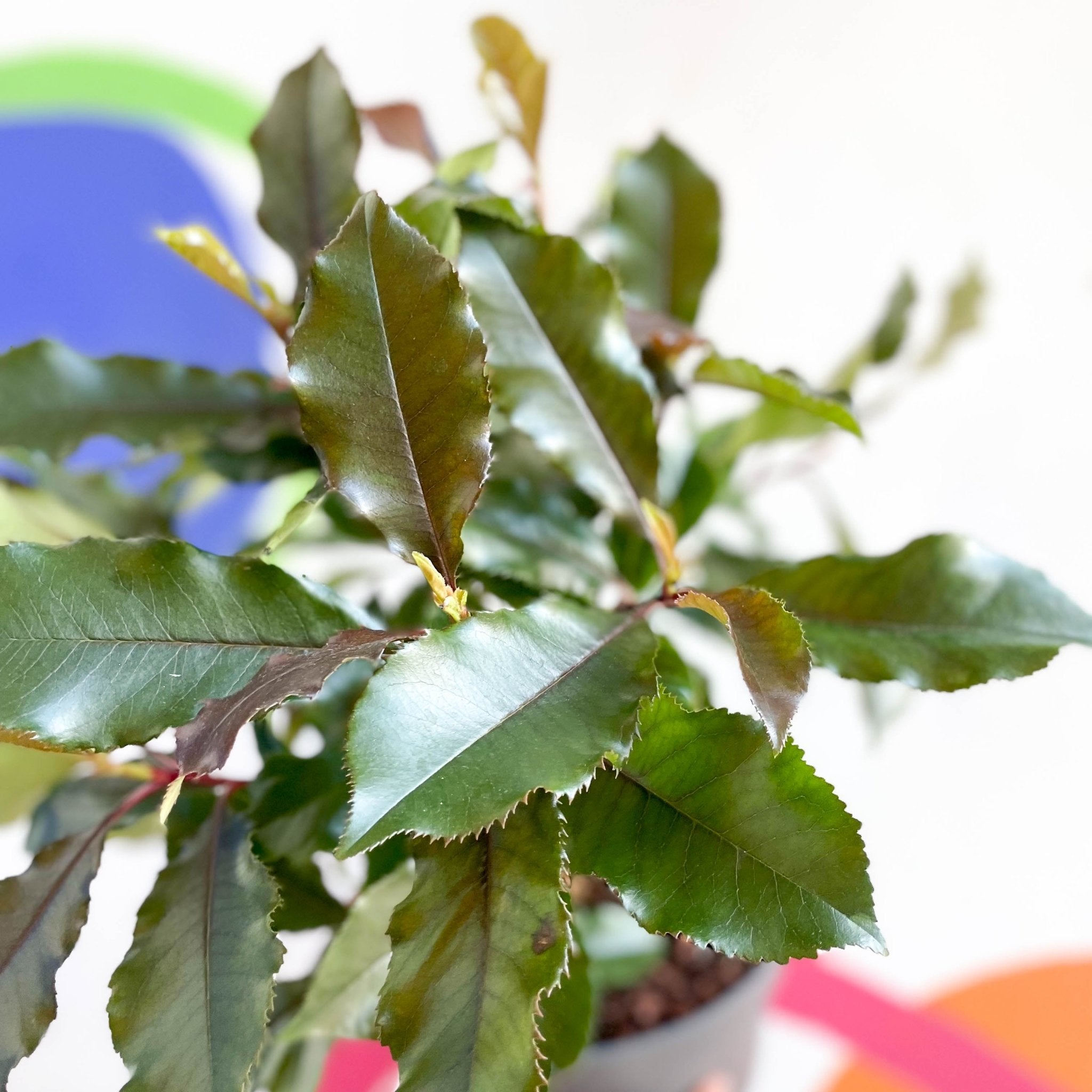 Photinia x fraseri 'Magical Volcano' - Evergreen Shrub – Sprouts of Bristol
