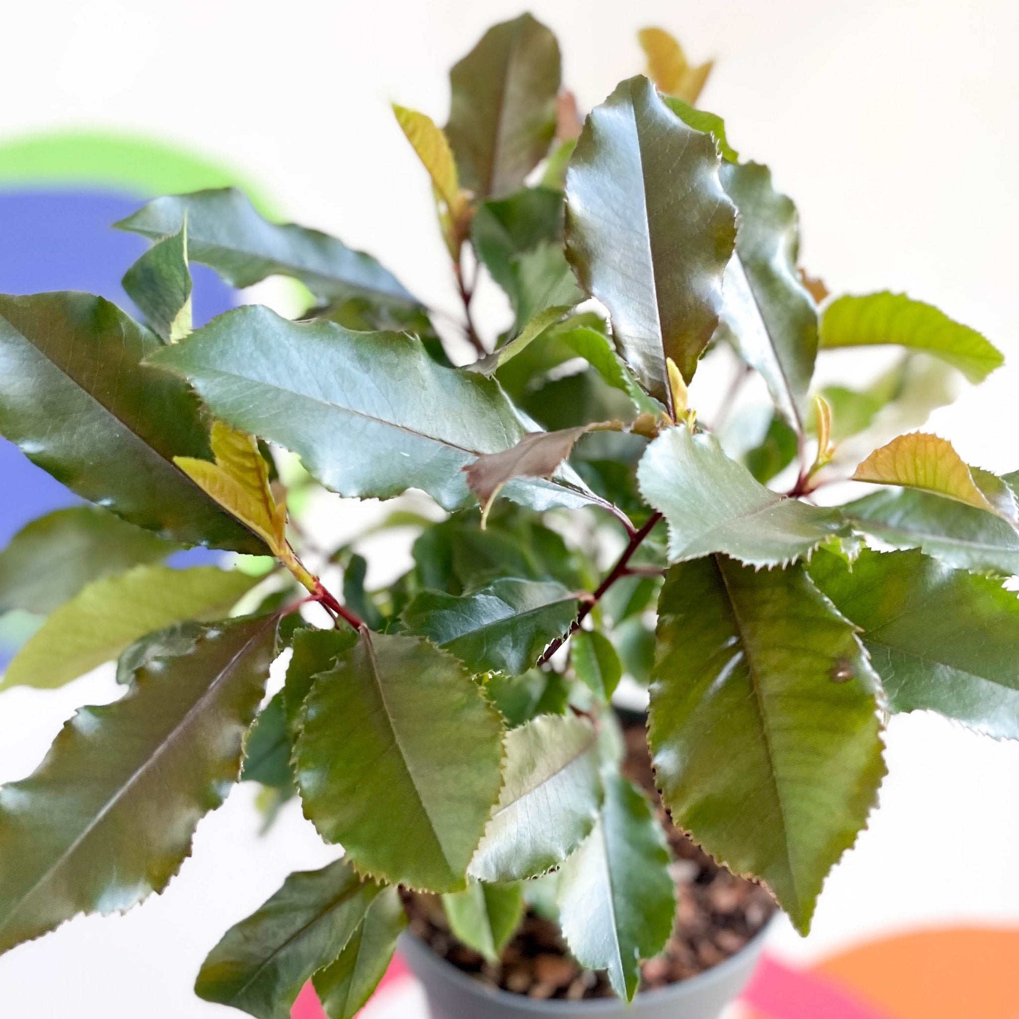 Photinia x fraseri 'Magical Volcano' - Evergreen Shrub – Sprouts of Bristol