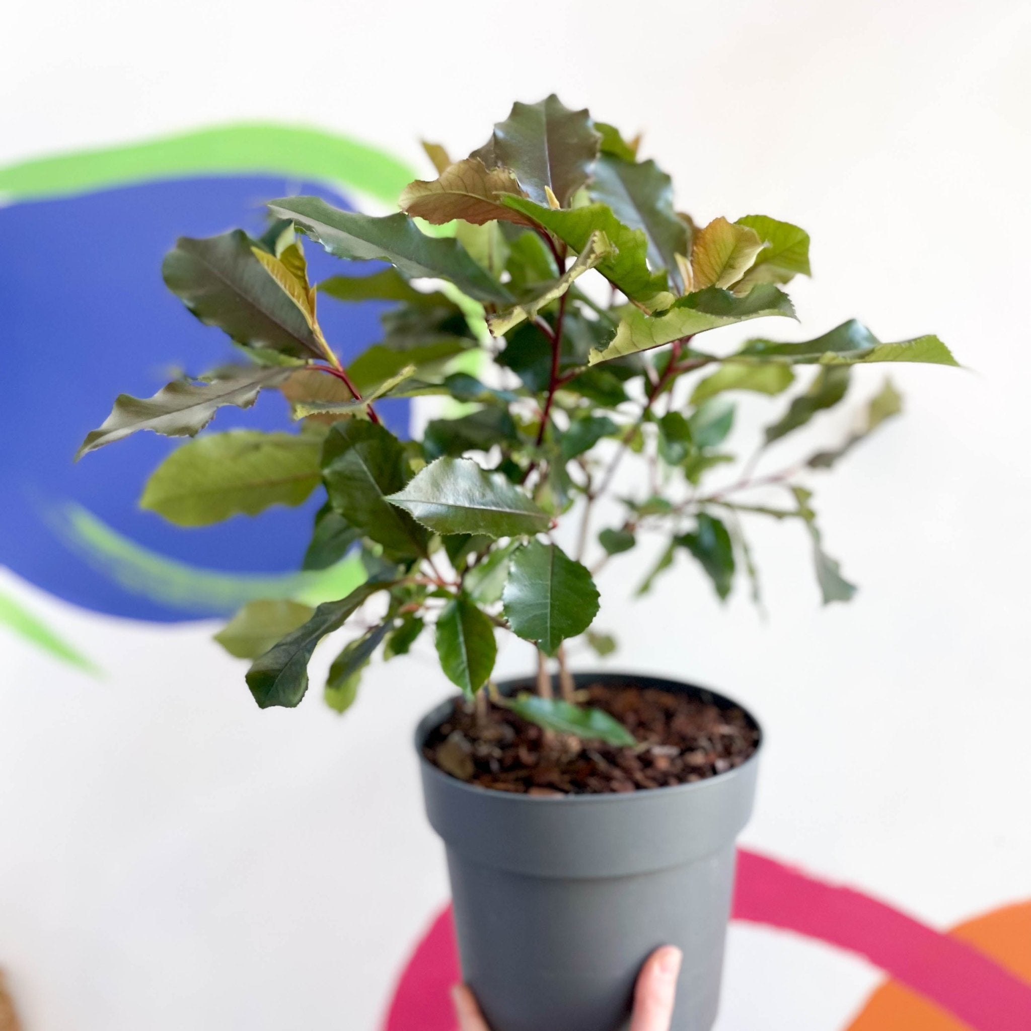 Photinia x fraseri 'Magical Volcano' - Evergreen Shrub – Sprouts of Bristol