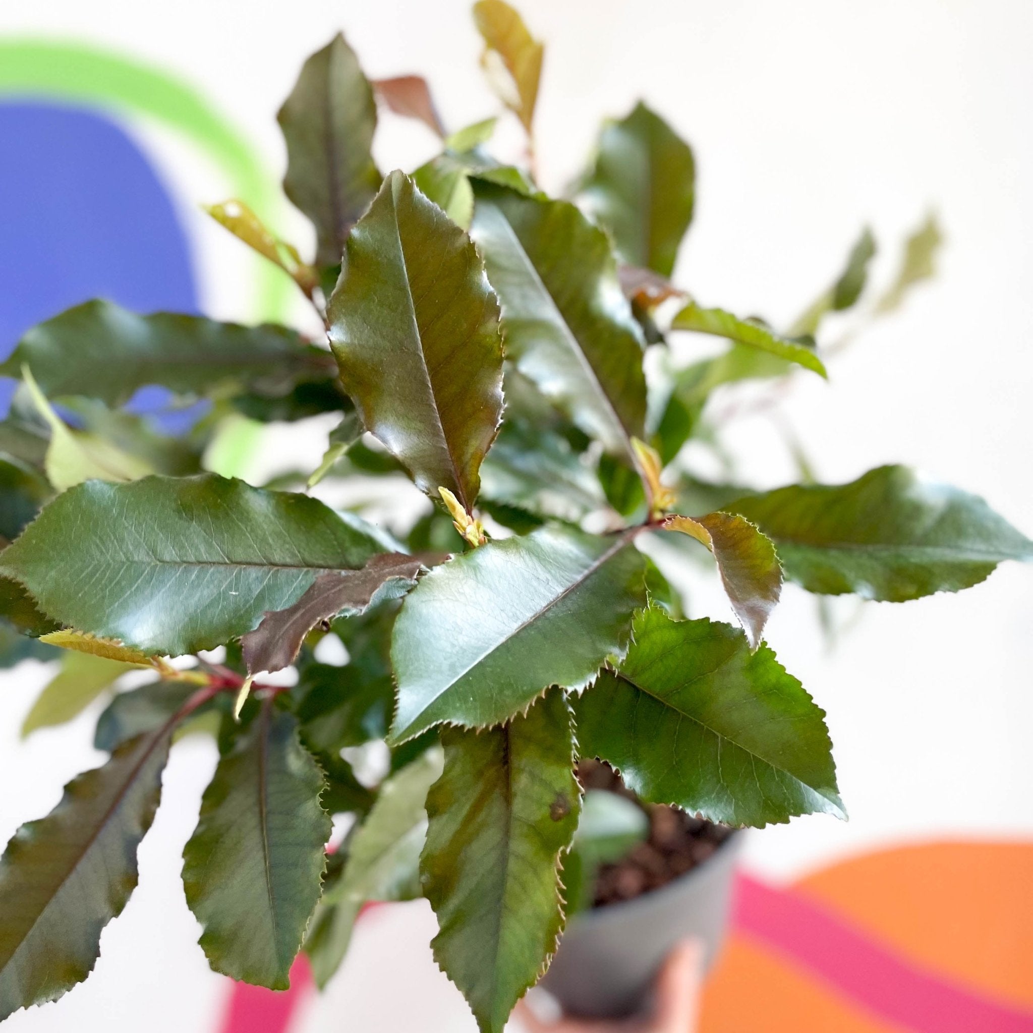 Photinia x fraseri 'Magical Volcano' - Evergreen Shrub – Sprouts of Bristol