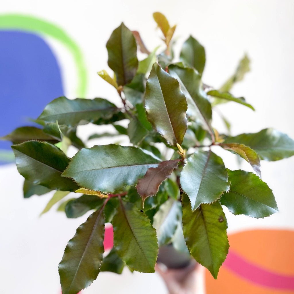 Photinia x fraseri 'Magical Volcano' - Evergreen Shrub – Sprouts of Bristol
