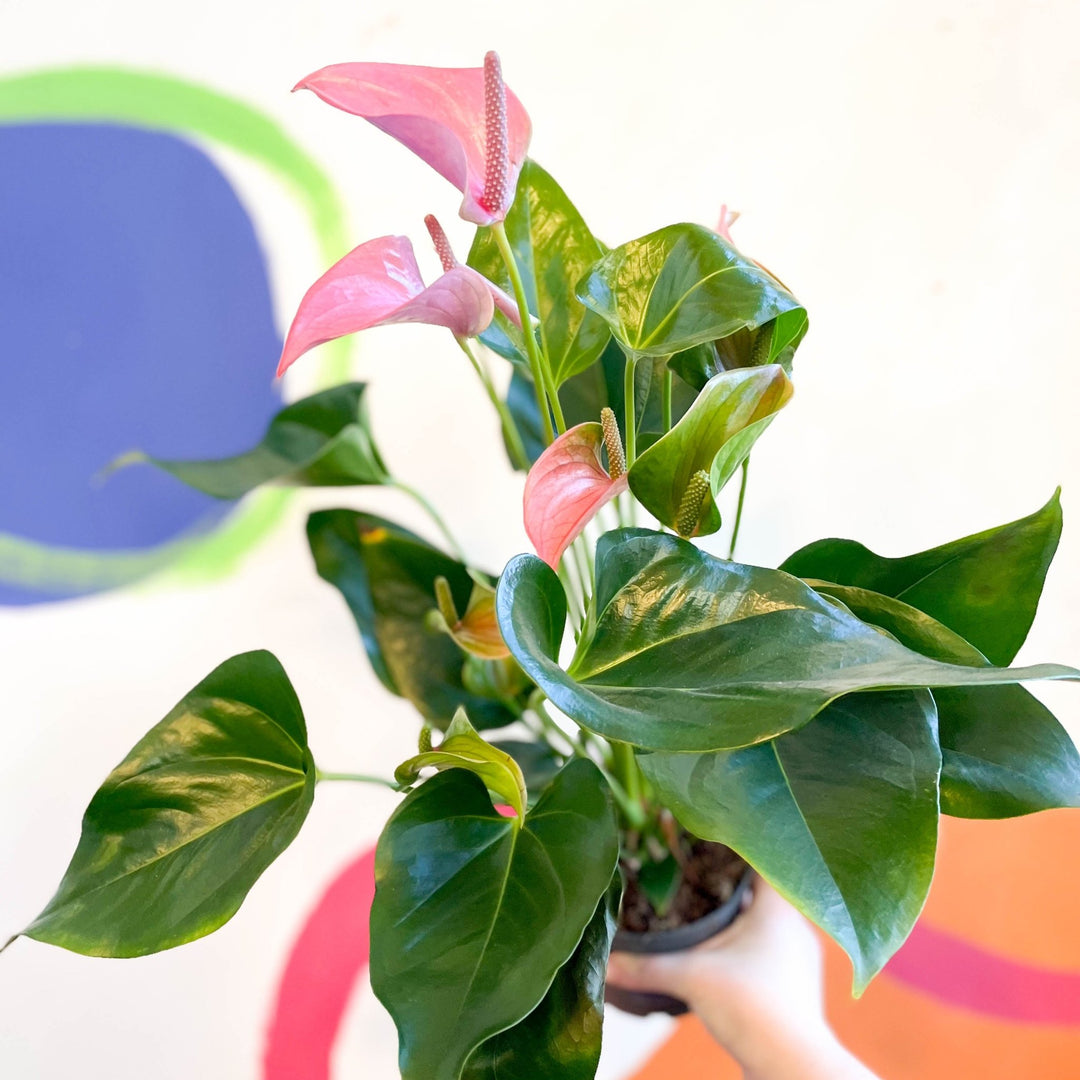 Pink Flamingo Flower - Anthurium andraeanum 'Joli' – Sprouts of Bristol