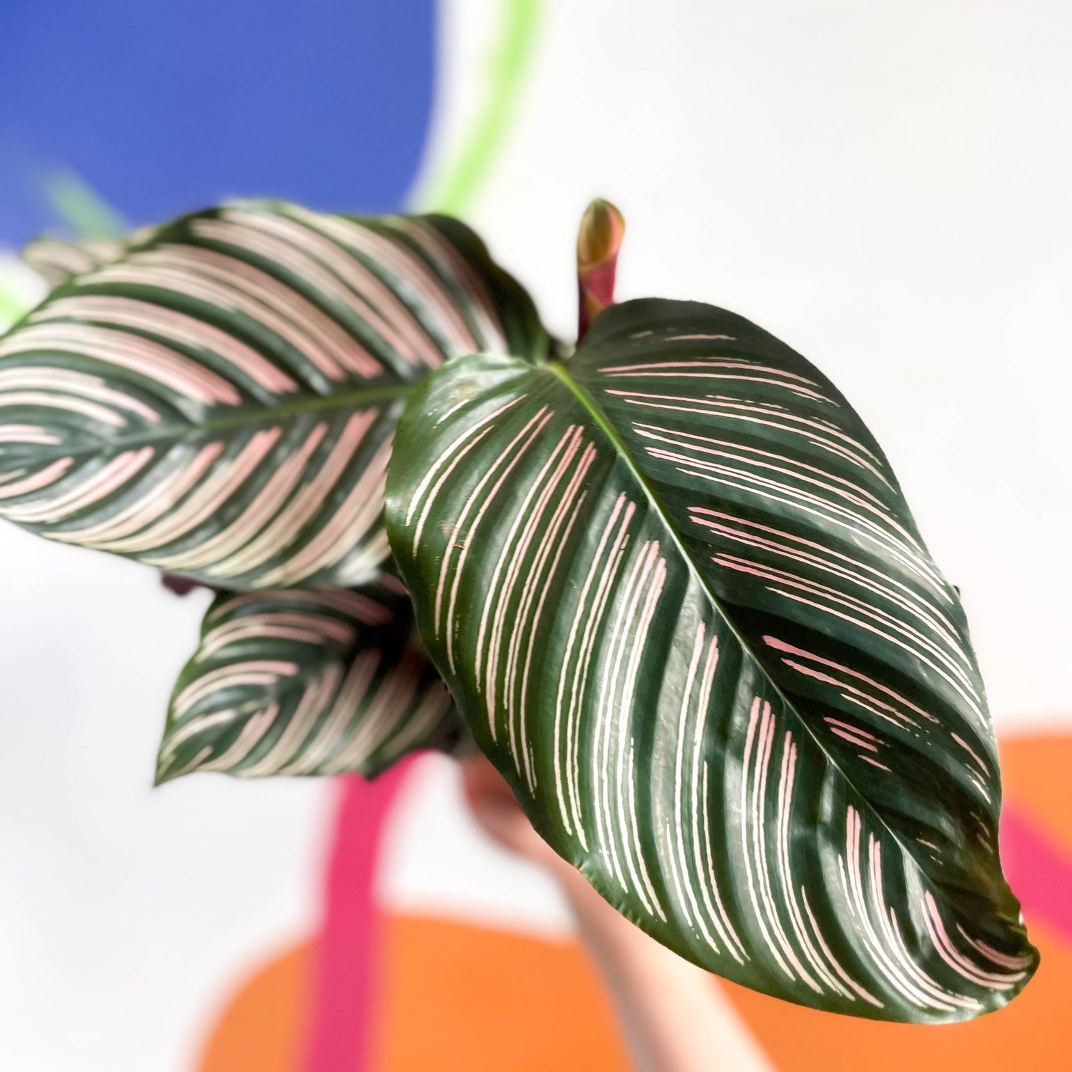 Calathea ornata ‘Sanderiana’ - Pink Pinstripe – Sprouts of Bristol