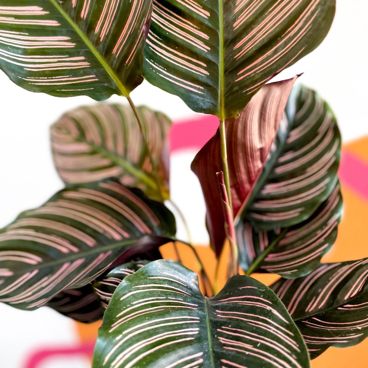 Calathea ornata ‘Sanderiana’ - Pink Pinstripe – Sprouts of Bristol