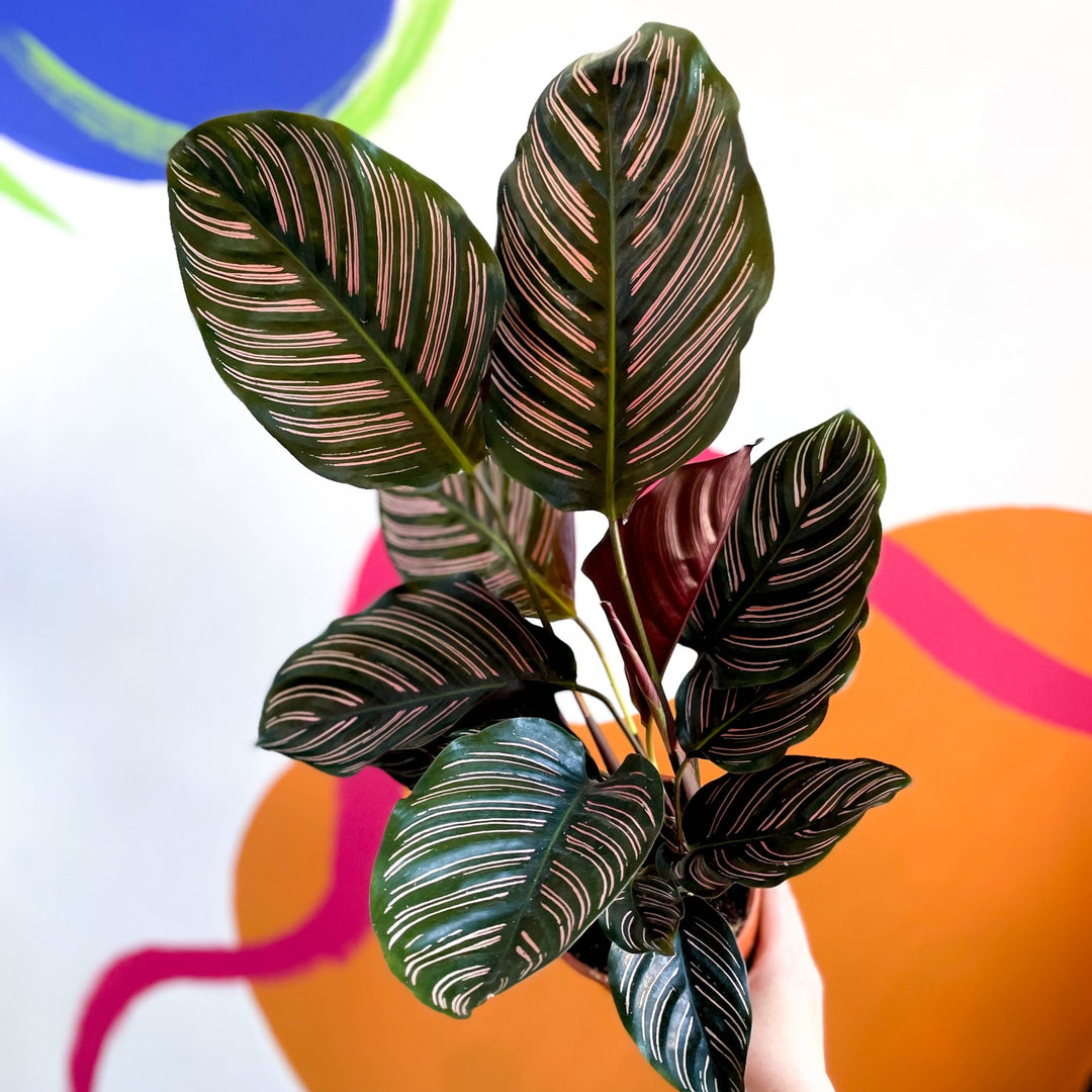Calathea ornata ‘Sanderiana’ - Pink Pinstripe – Sprouts of Bristol