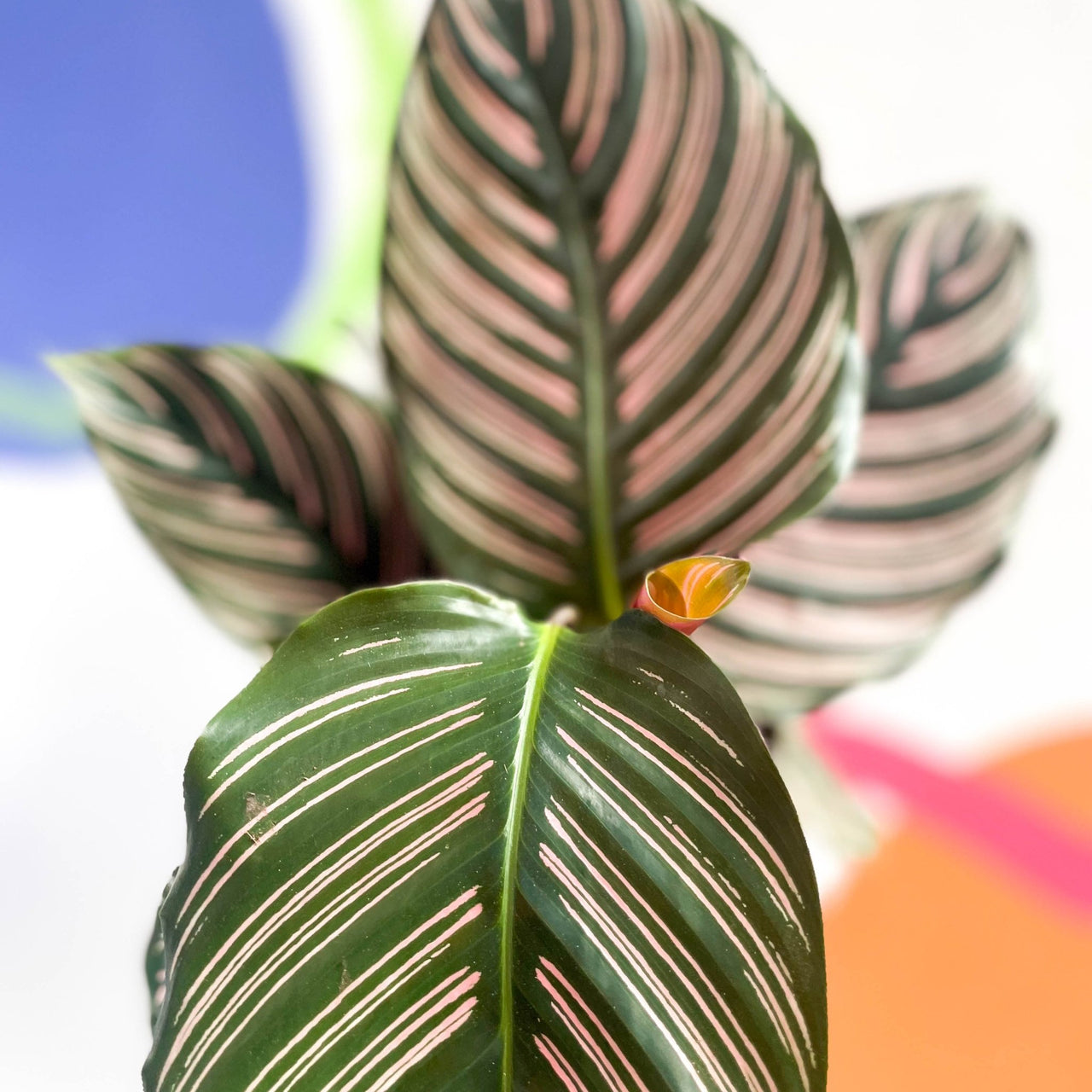 Calathea ornata ‘Sanderiana’ - Pink Pinstripe – Sprouts of Bristol