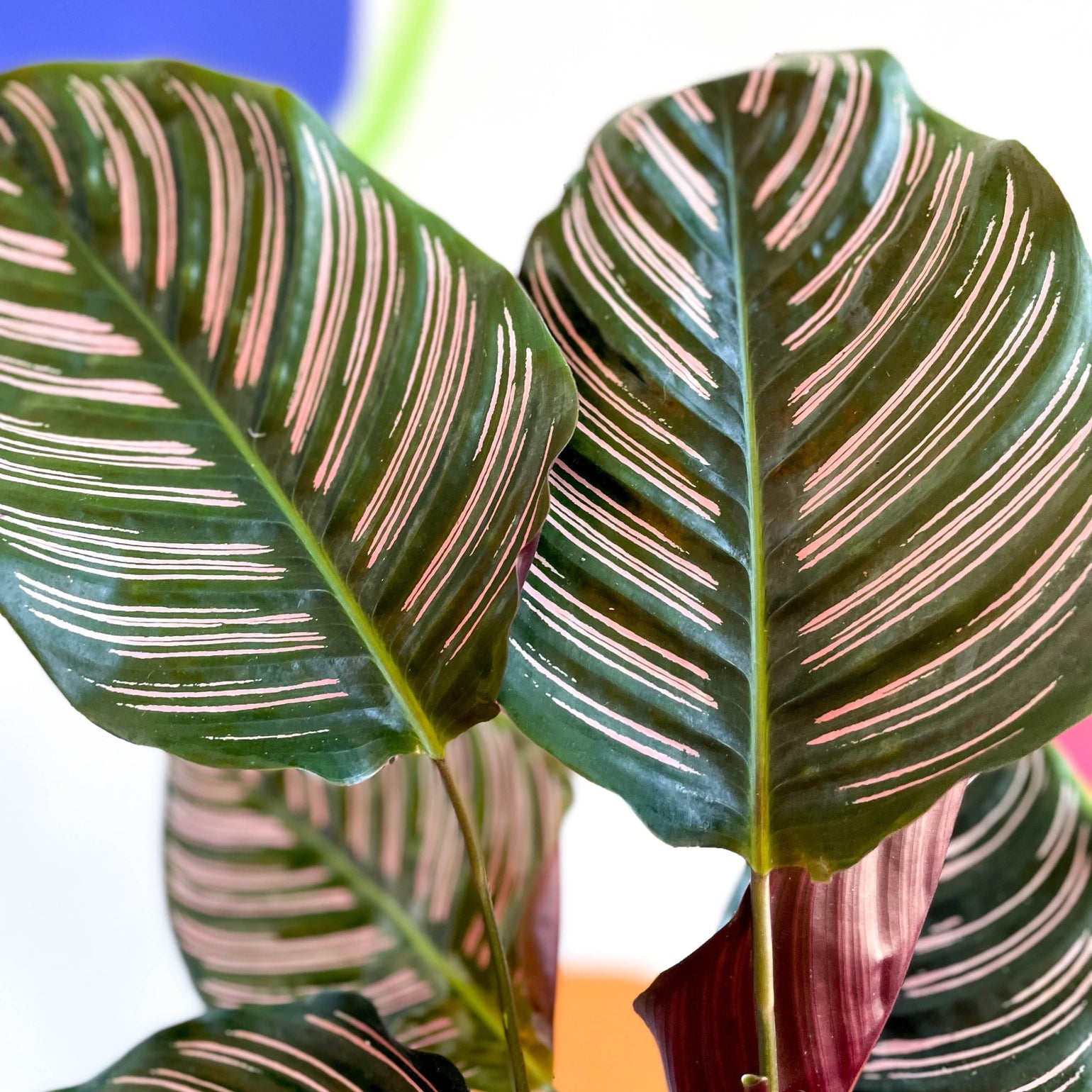 Calathea ornata ‘Sanderiana’ - Pink Pinstripe – Sprouts of Bristol